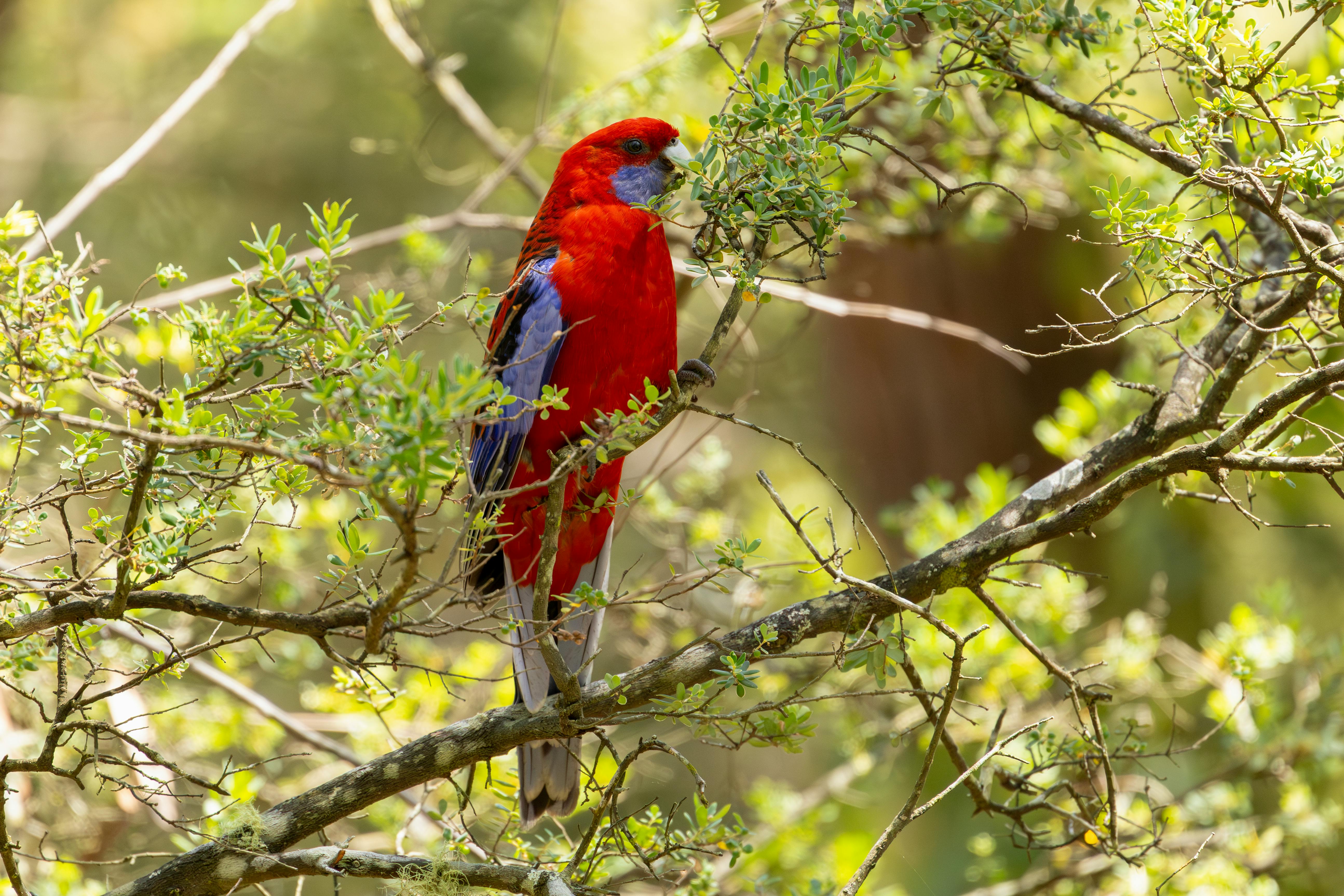 Parrot Images Photos, Download The BEST Free Parrot Images Stock Photos ...