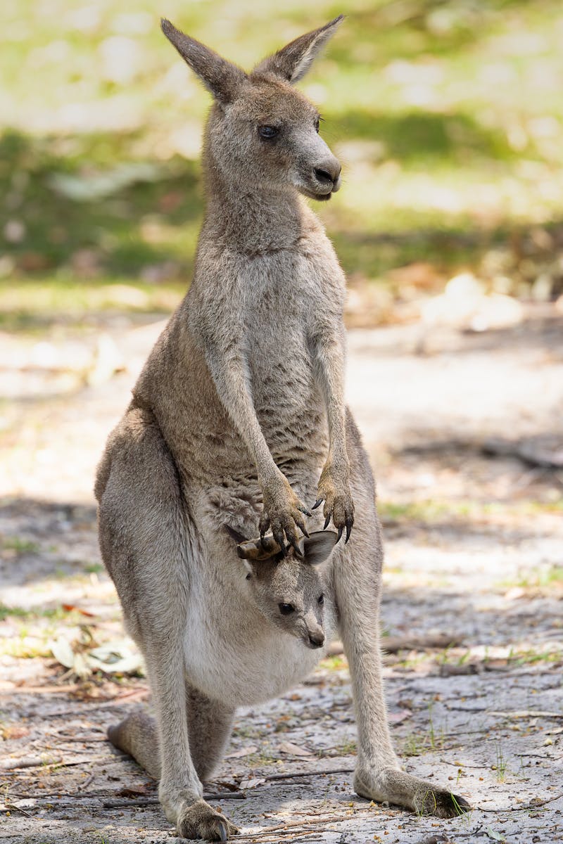 Kangaroo Photos, Download The BEST Free Kangaroo Stock Photos & HD Images