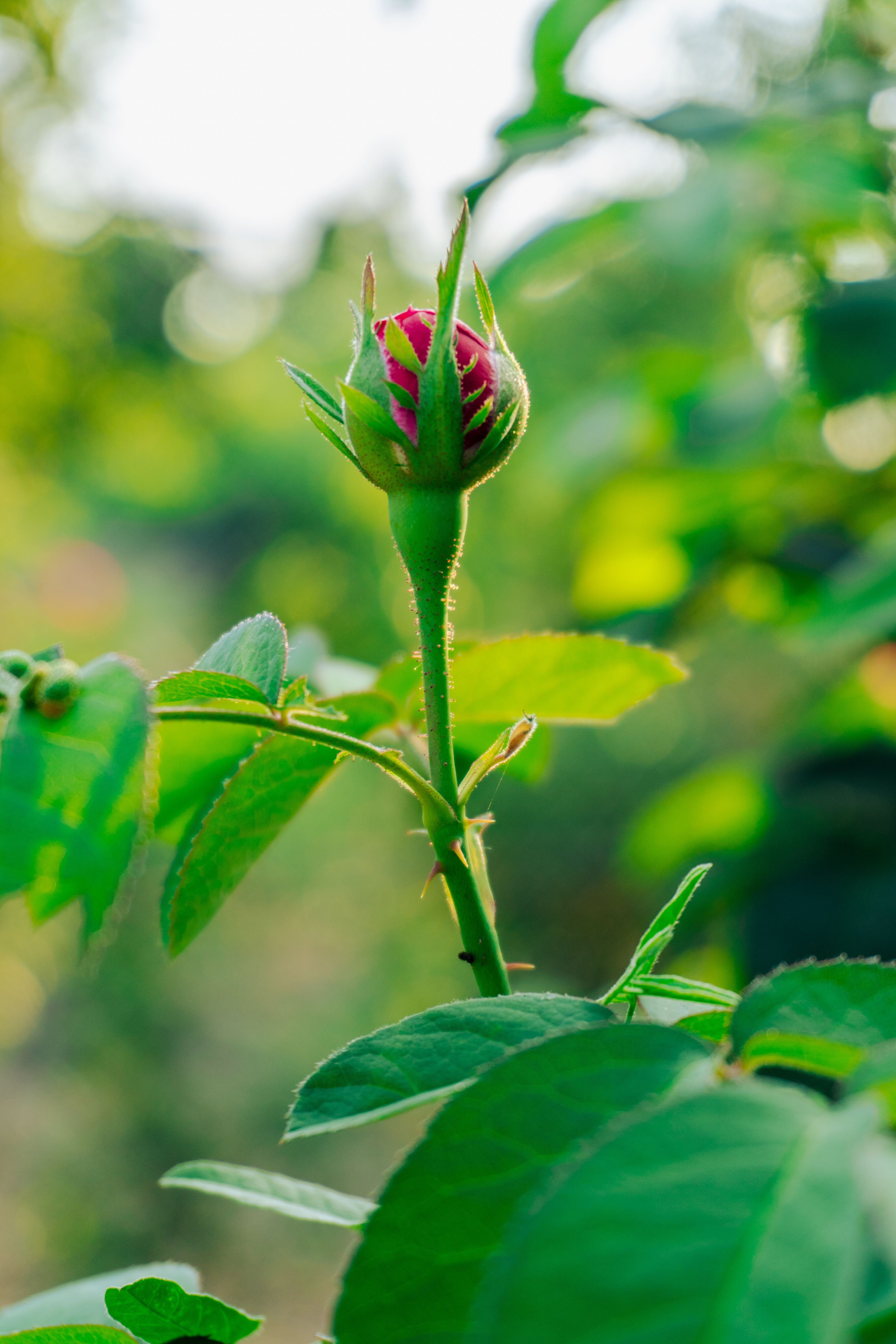 Close-up of a Vibrant Rosebud in Morning Light · Free Stock Photo