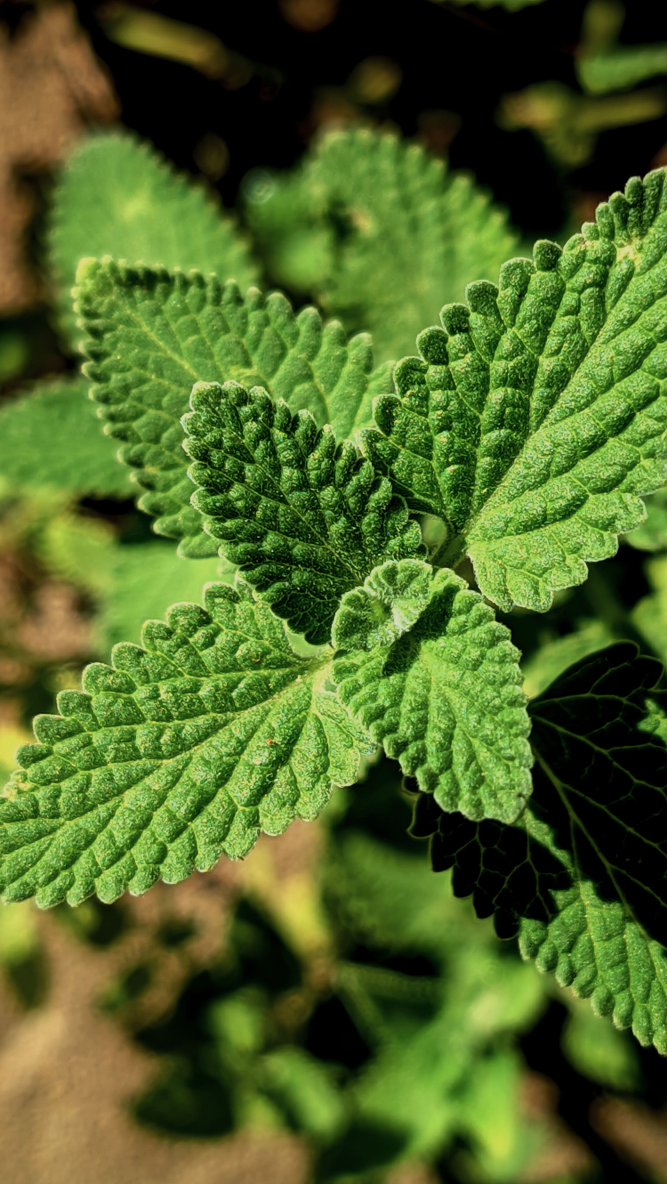 Close-up of Catnip Leaves in Sunlit Garden · Free Stock Photo