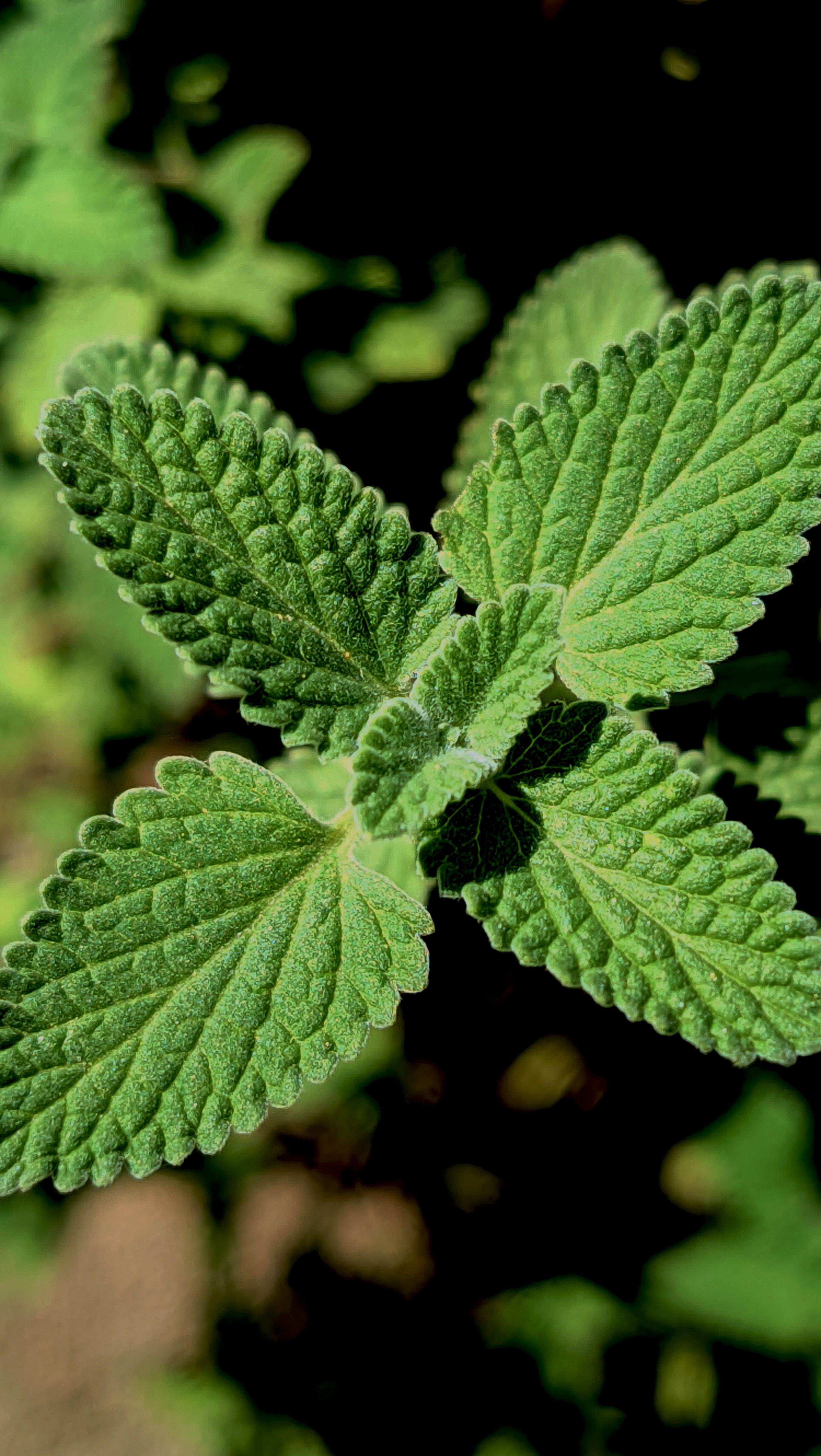 Close-up of a Green Catnip Plant Leaves · Free Stock Photo