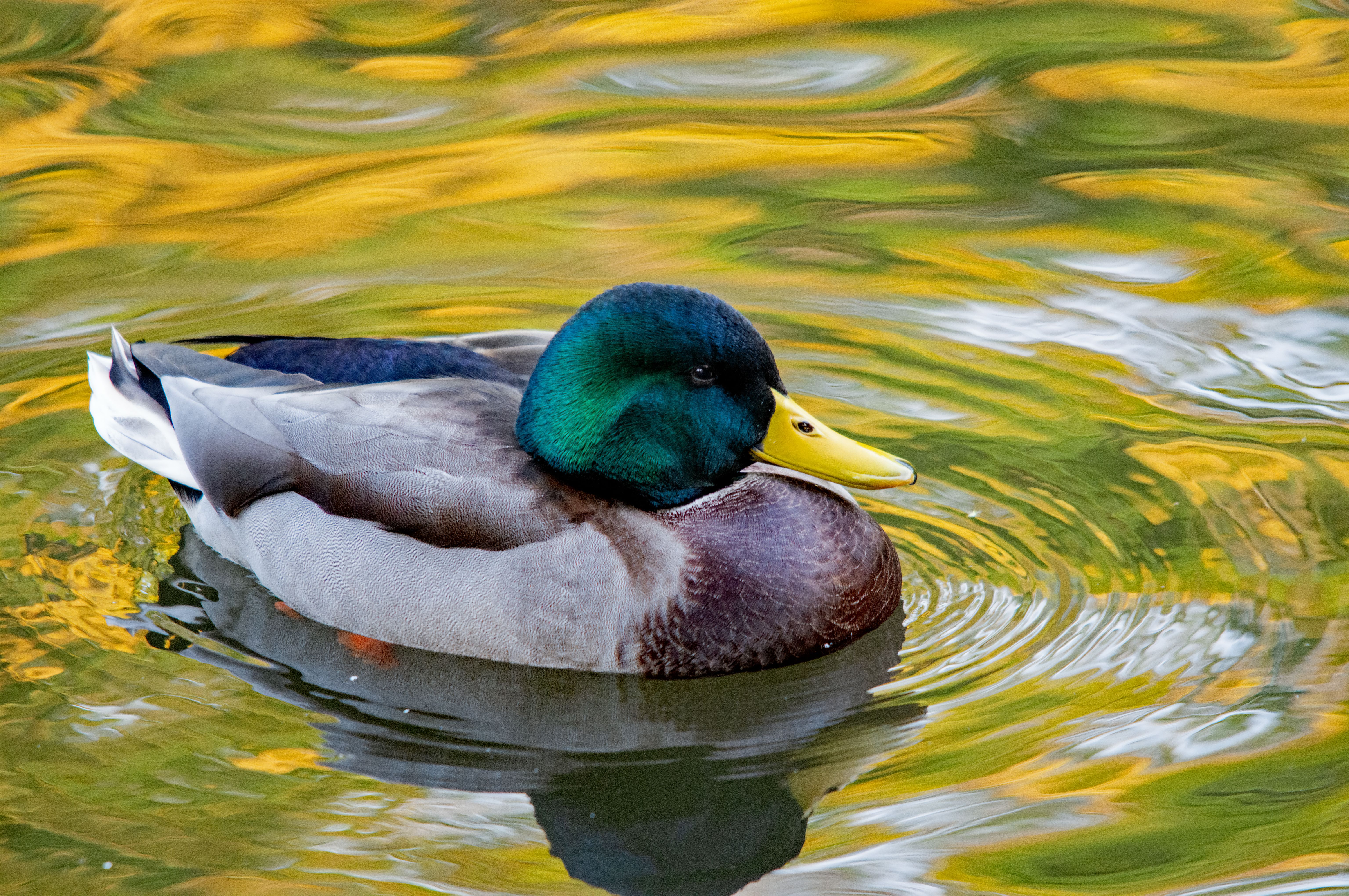 Splash Images Photos, Download The BEST Free Splash Images Stock Photos ...