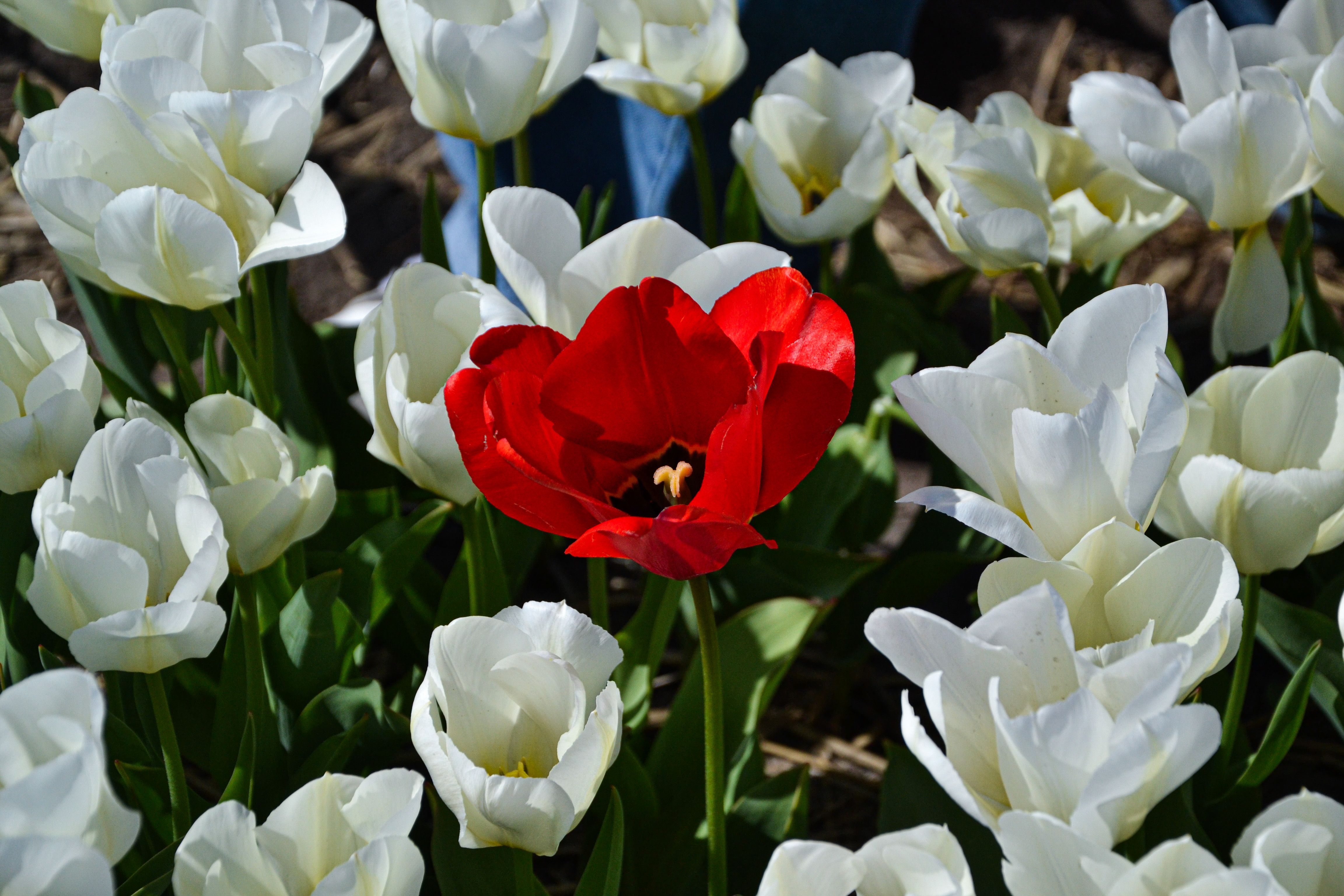 Red White Photos, Download The BEST Free Red White Stock Photos & HD Images