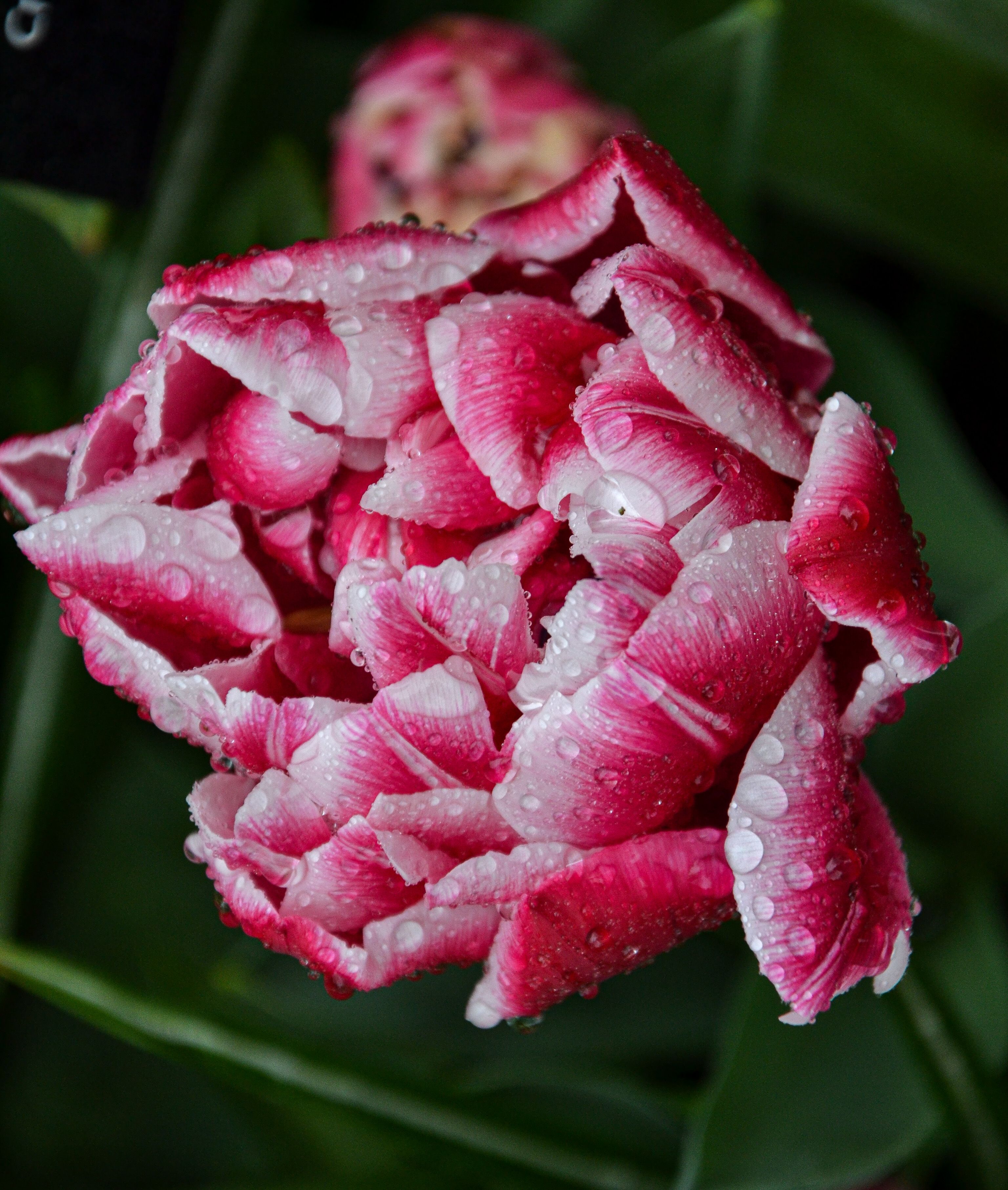 300 000+ Flower Tea banque d’images et photos libres de droit ...