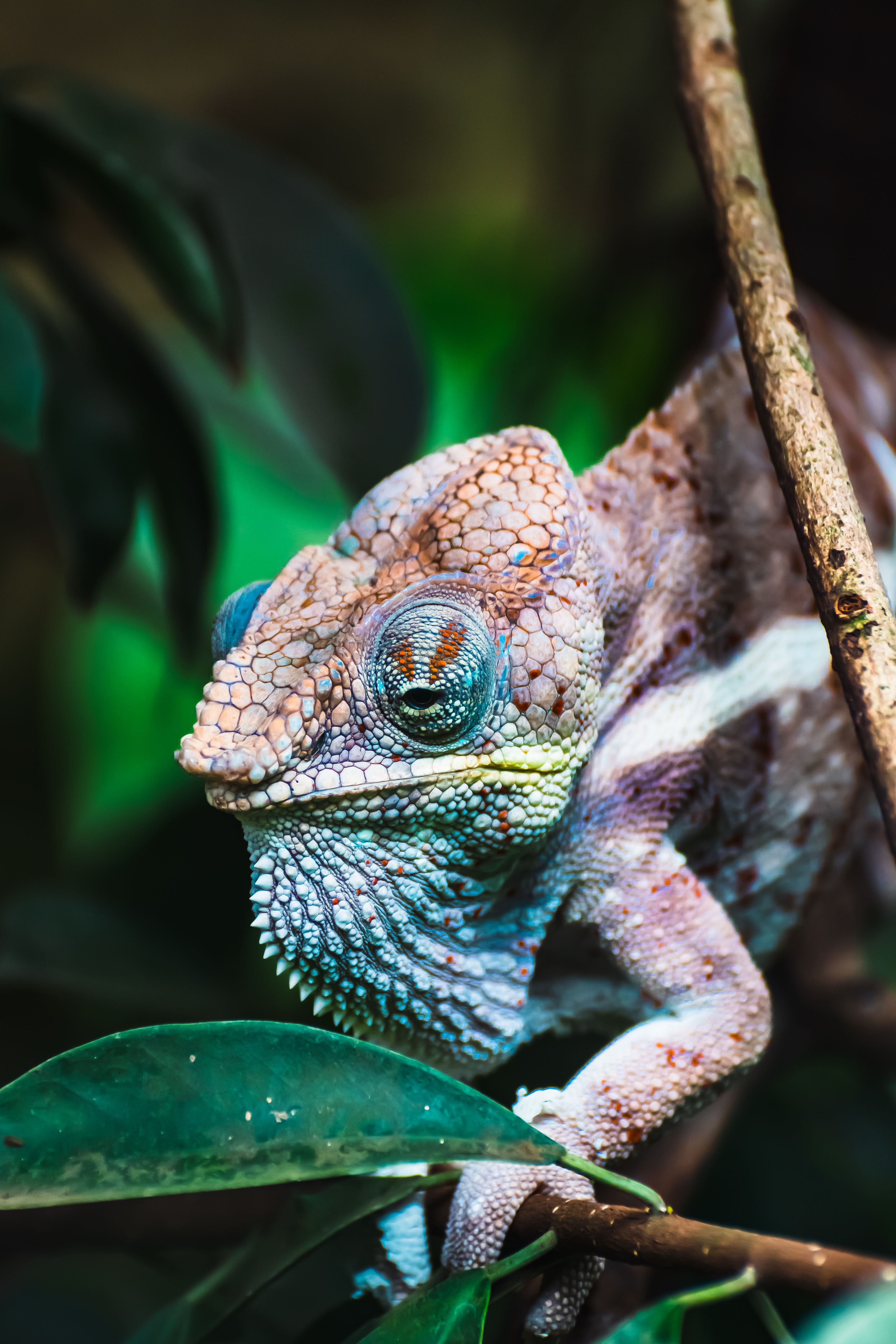 Selective Focus Photography of Red and Green Reptile · Free Stock Photo
