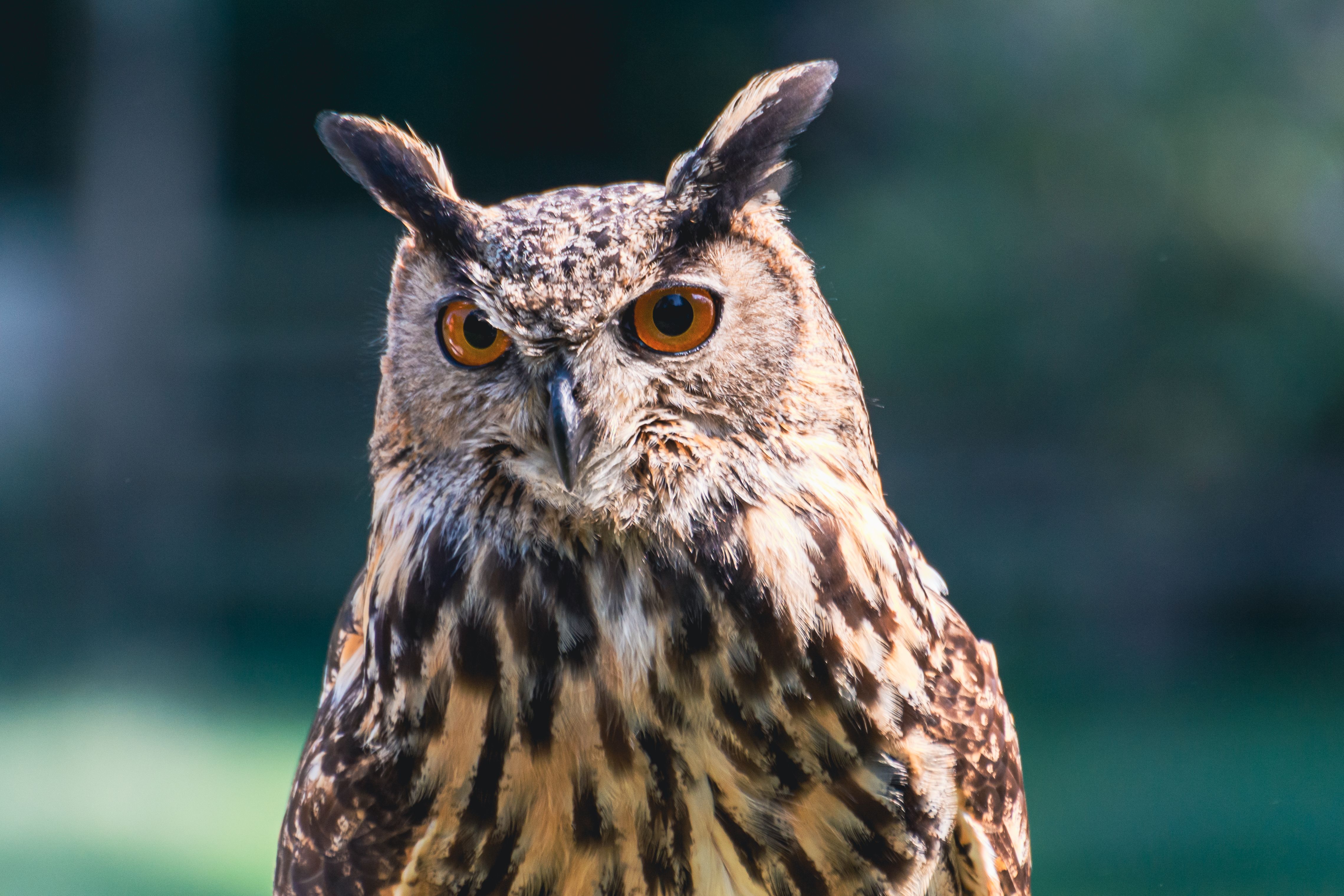 Owl Images Photos, Download The BEST Free Owl Images Stock Photos & HD ...