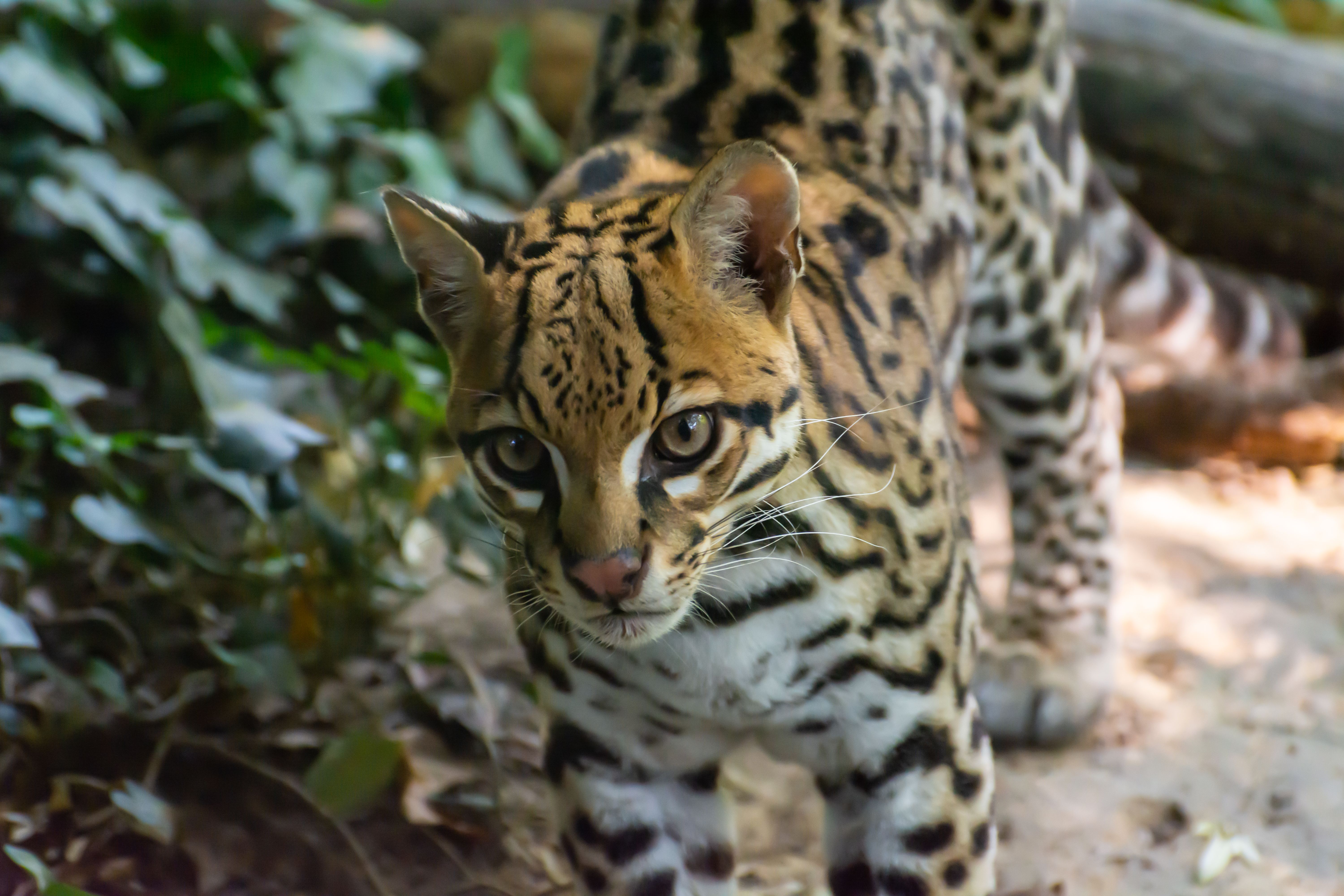 Primer Plano De Un Ocelote En Su Hábitat Natural · Foto de stock gratuita
