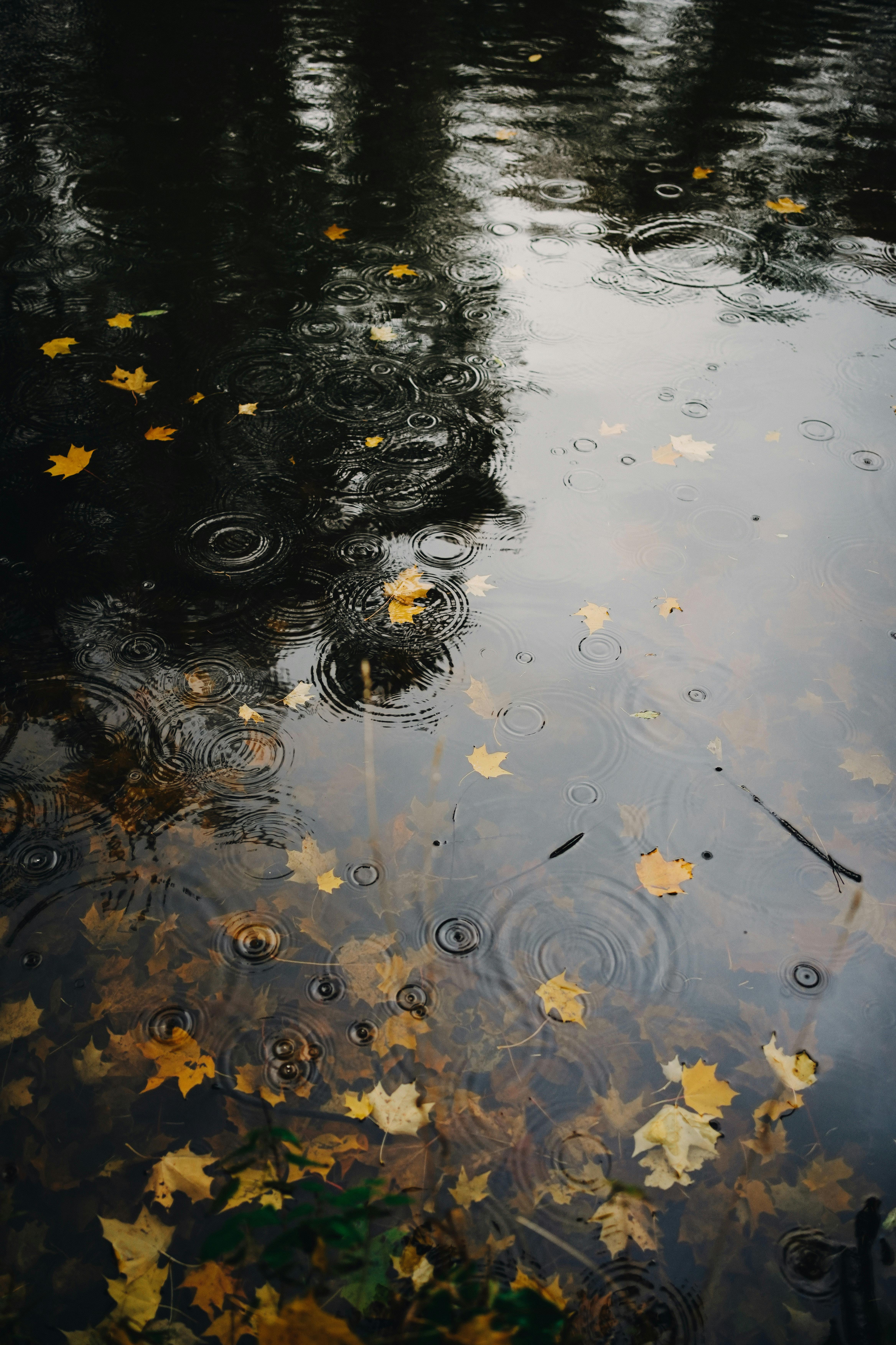 Water Drops Picture Photoshop Photos, Download The BEST Free Water ...