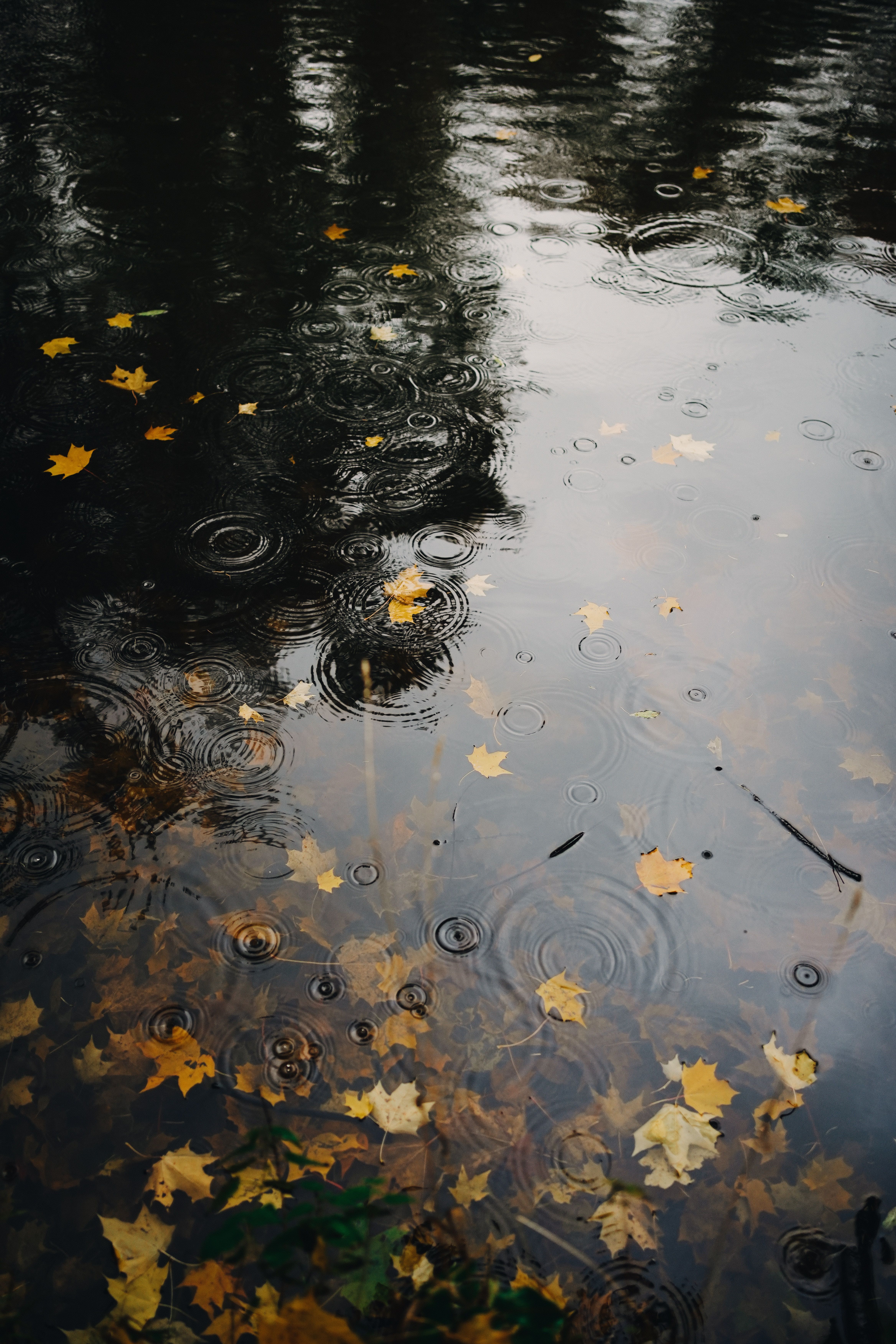 November+Rain+Wallpaper Photos, Download The BEST Free November+Rain ...
