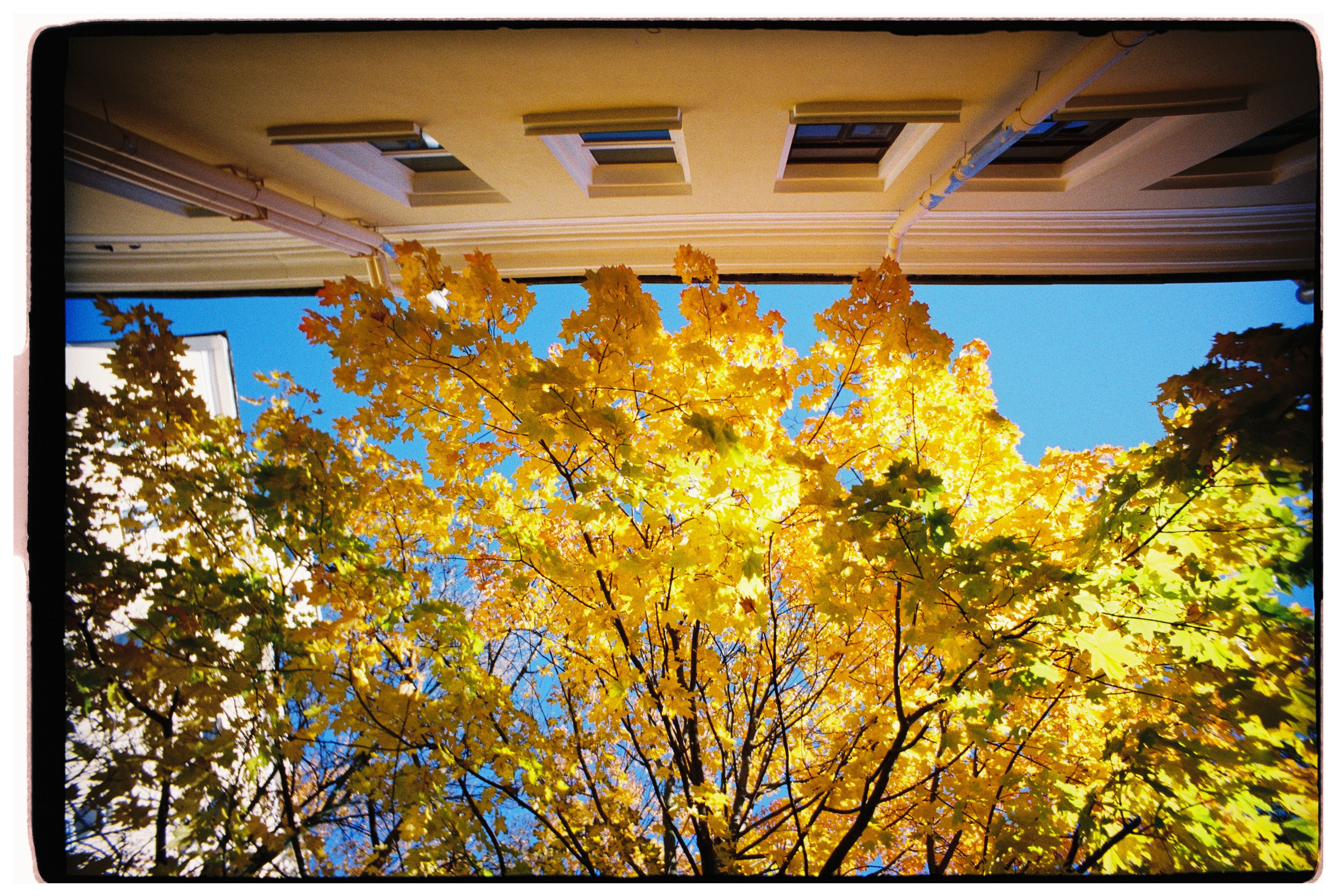 Bright autumn leaves seen from below in urban setting · Free Stock Photo