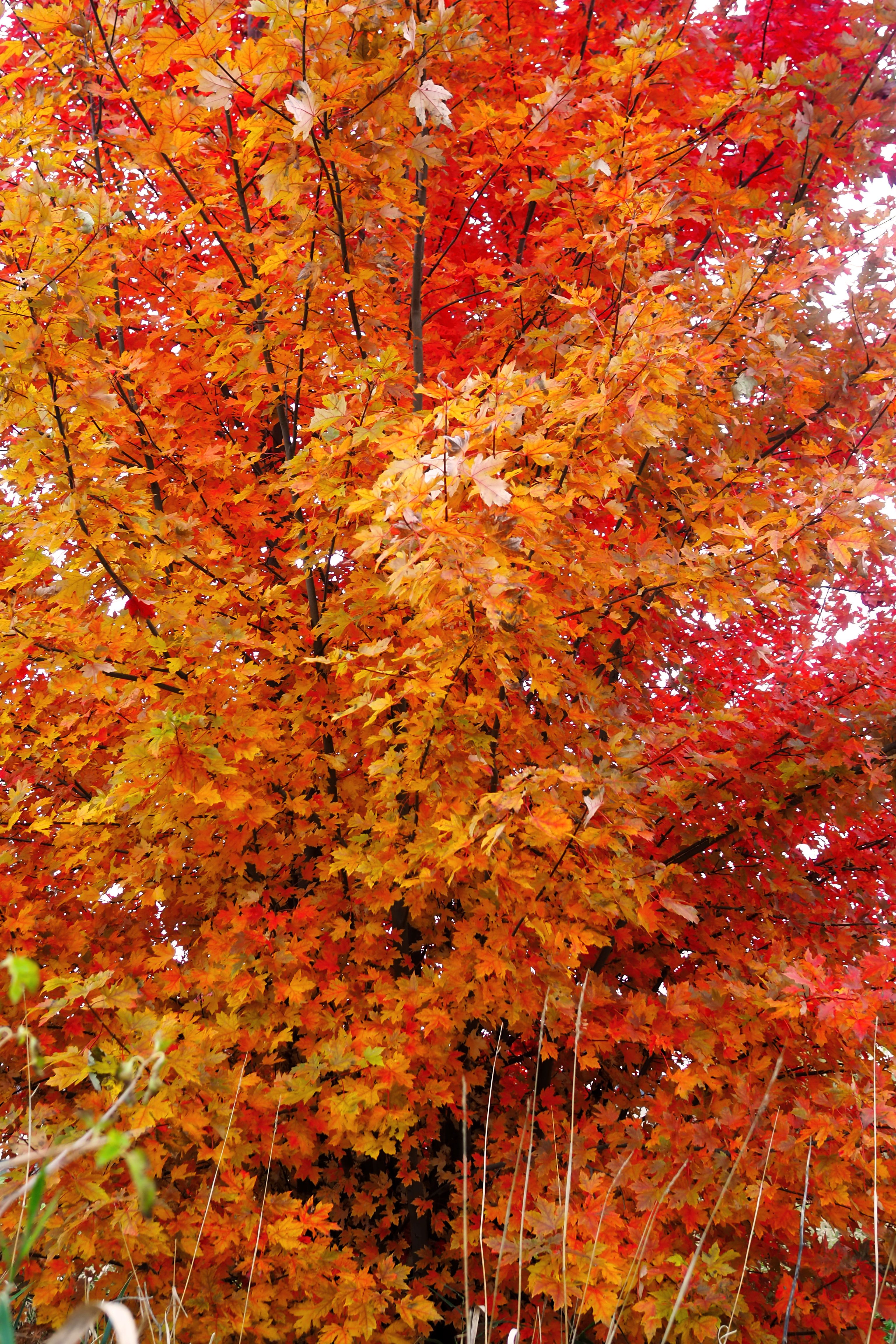 Pohon Maple Yang Cerah Dengan Dedaunan Musim Gugur · Foto Stok Gratis