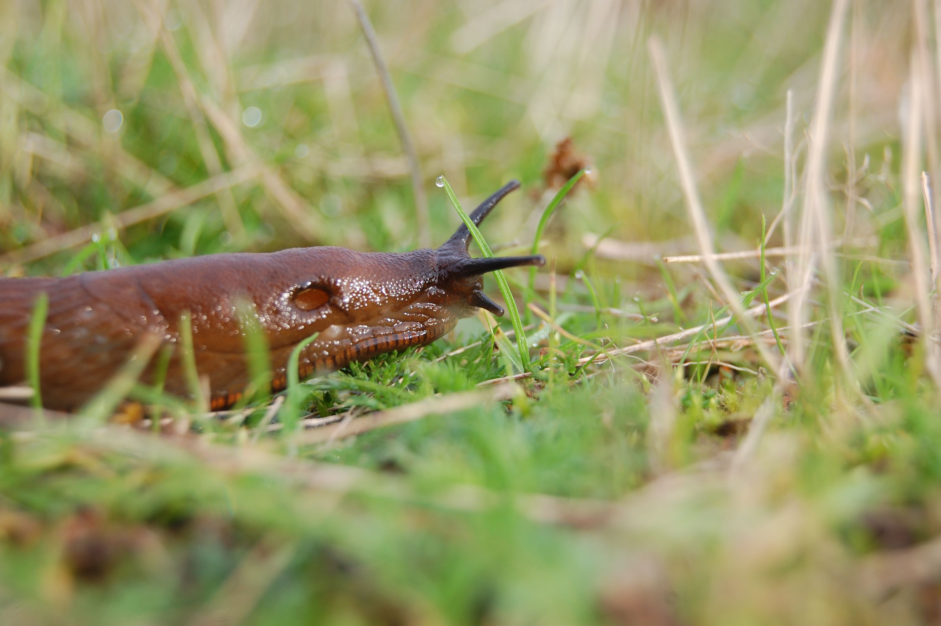 Close-up of Brown Slug in Lush Grass · Free Stock Photo