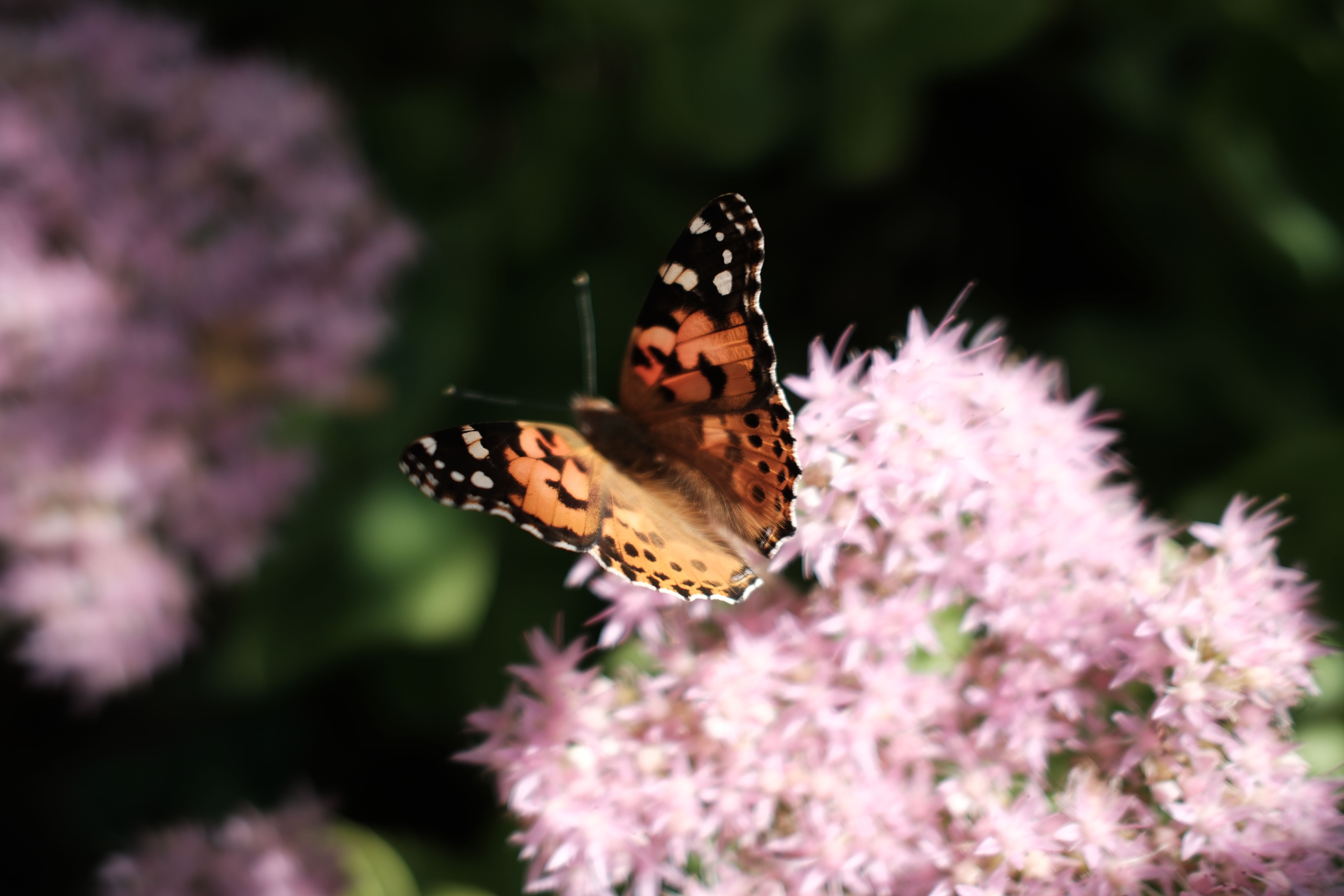 Pink Butterfly Photos, Download The BEST Free Pink Butterfly Stock ...