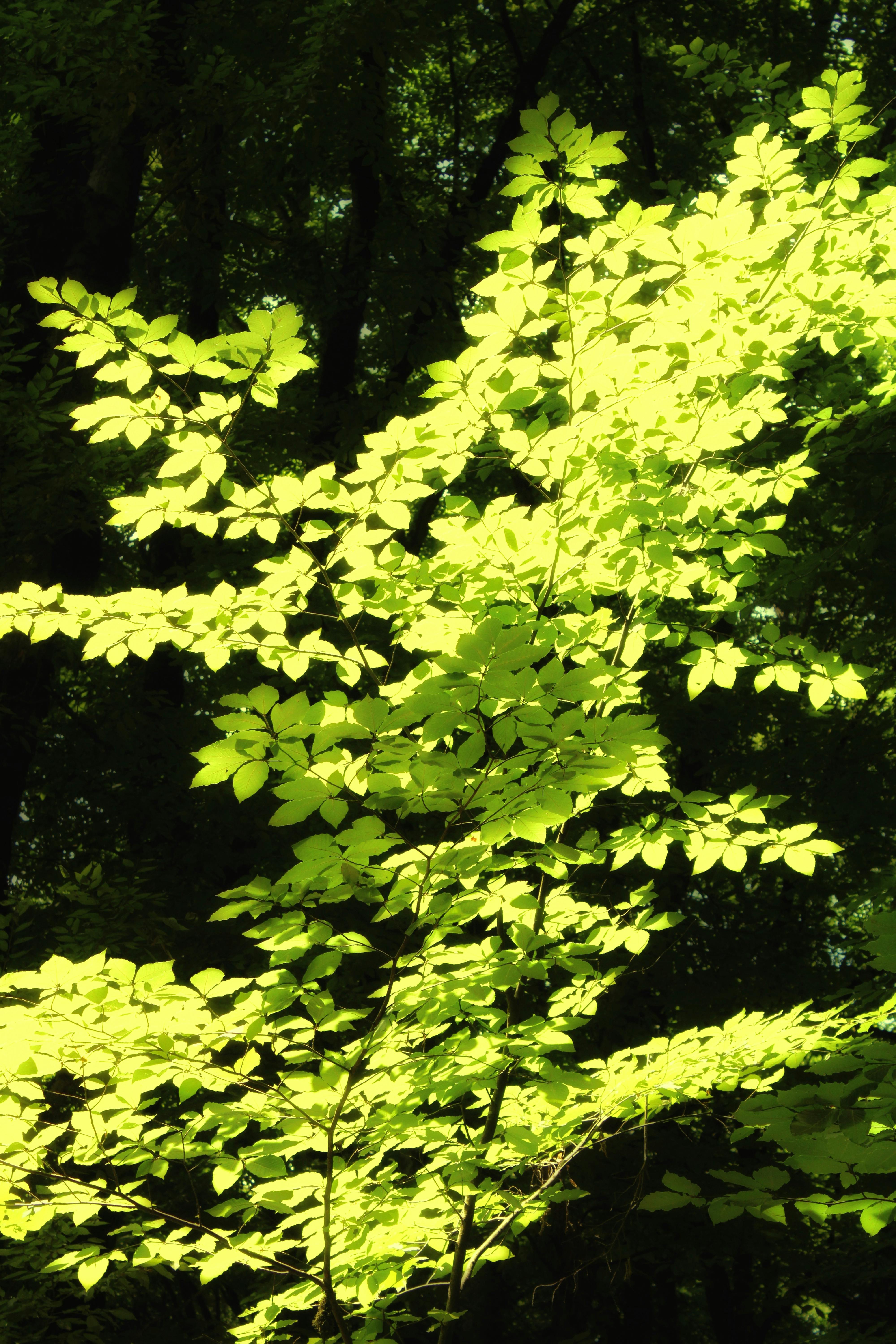 Shade Background Photos, Download The BEST Free Shade Background Stock ...