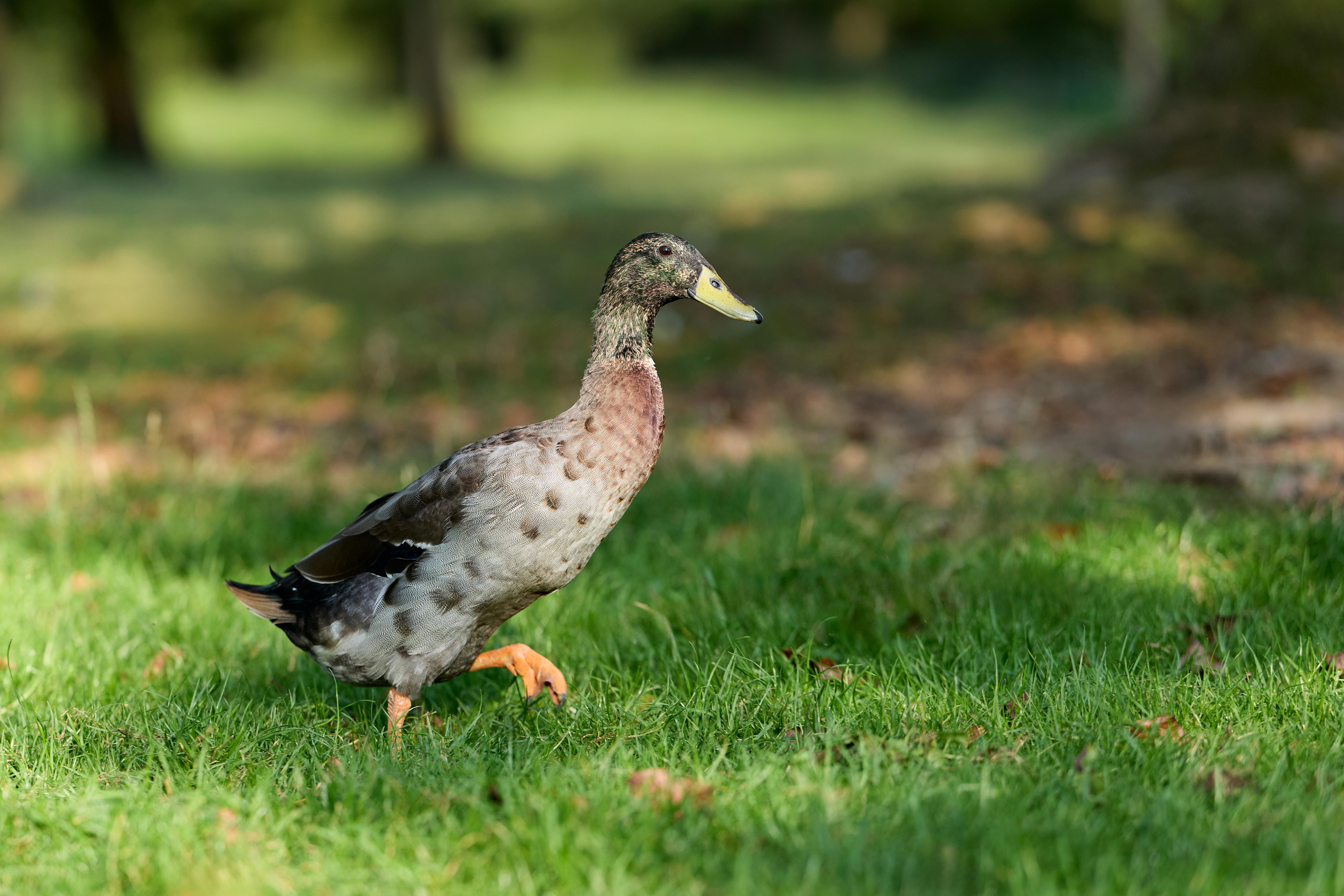 20.000+ melhores imagens de Pato · Download 100% grátis · Fotos ...