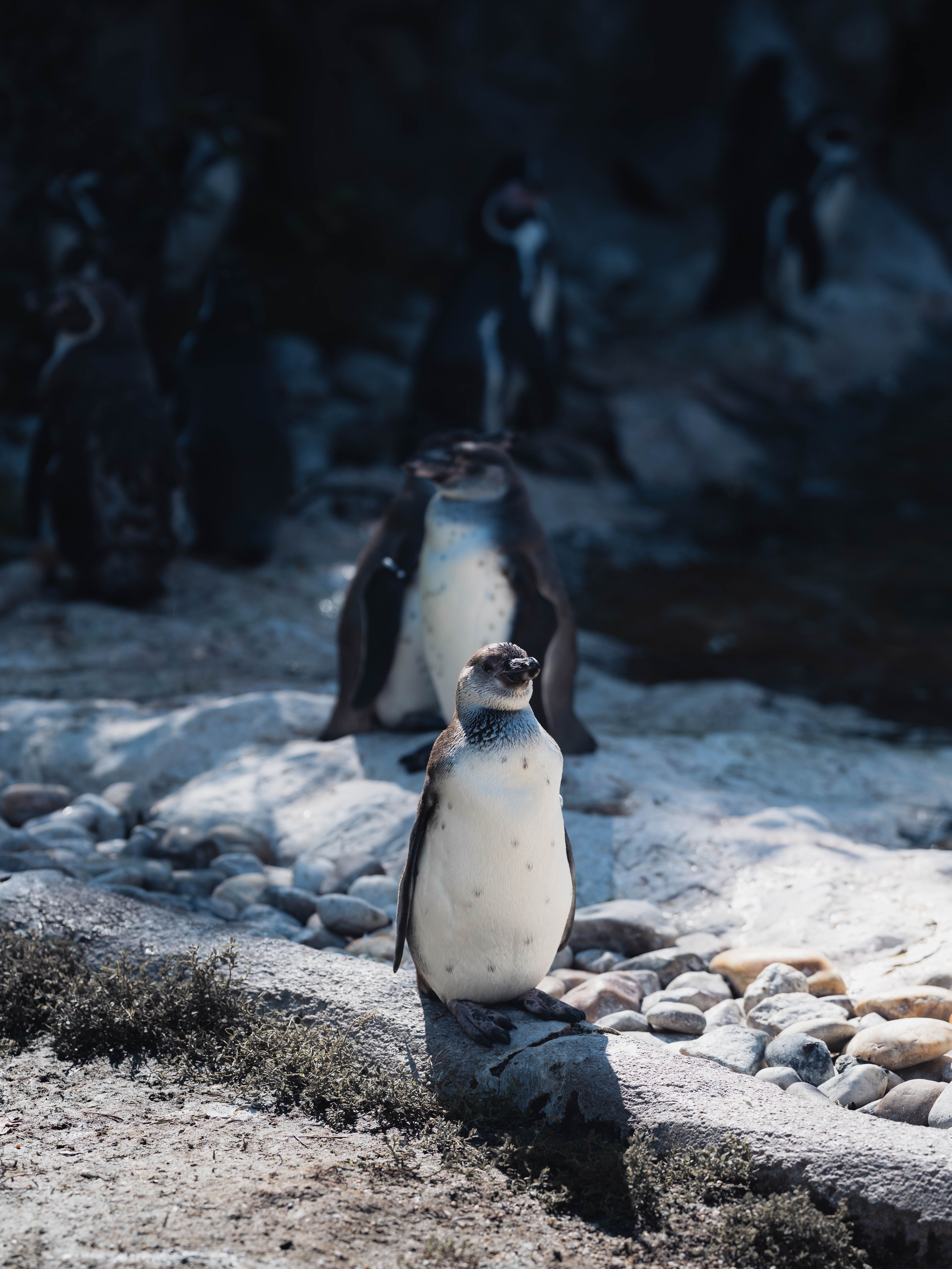 Adorable Penguins in Natural Habitat Setting · Free Stock Photo