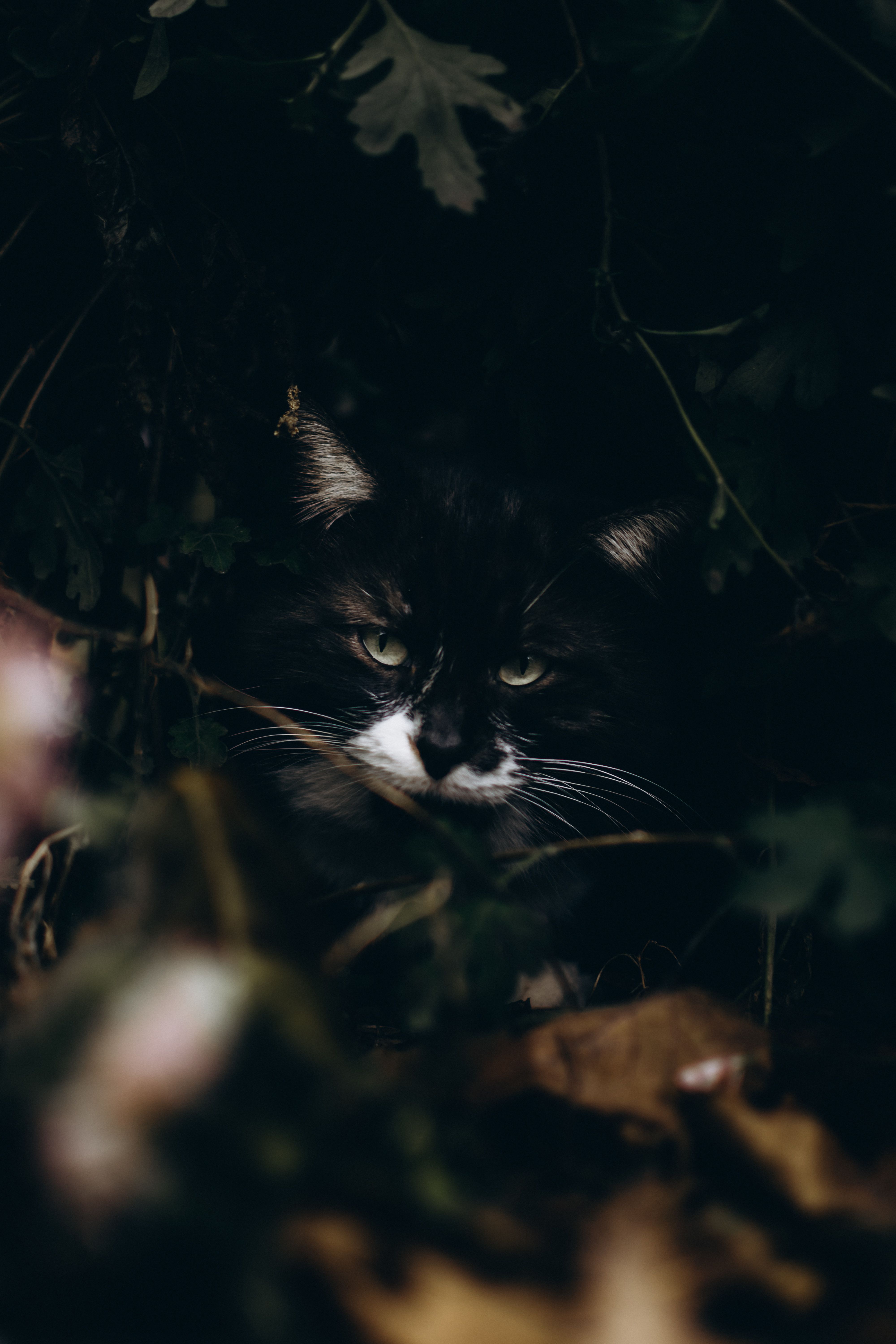 Cat+Meme Photos, Download The BEST Free Cat+Meme Stock Photos & HD Images