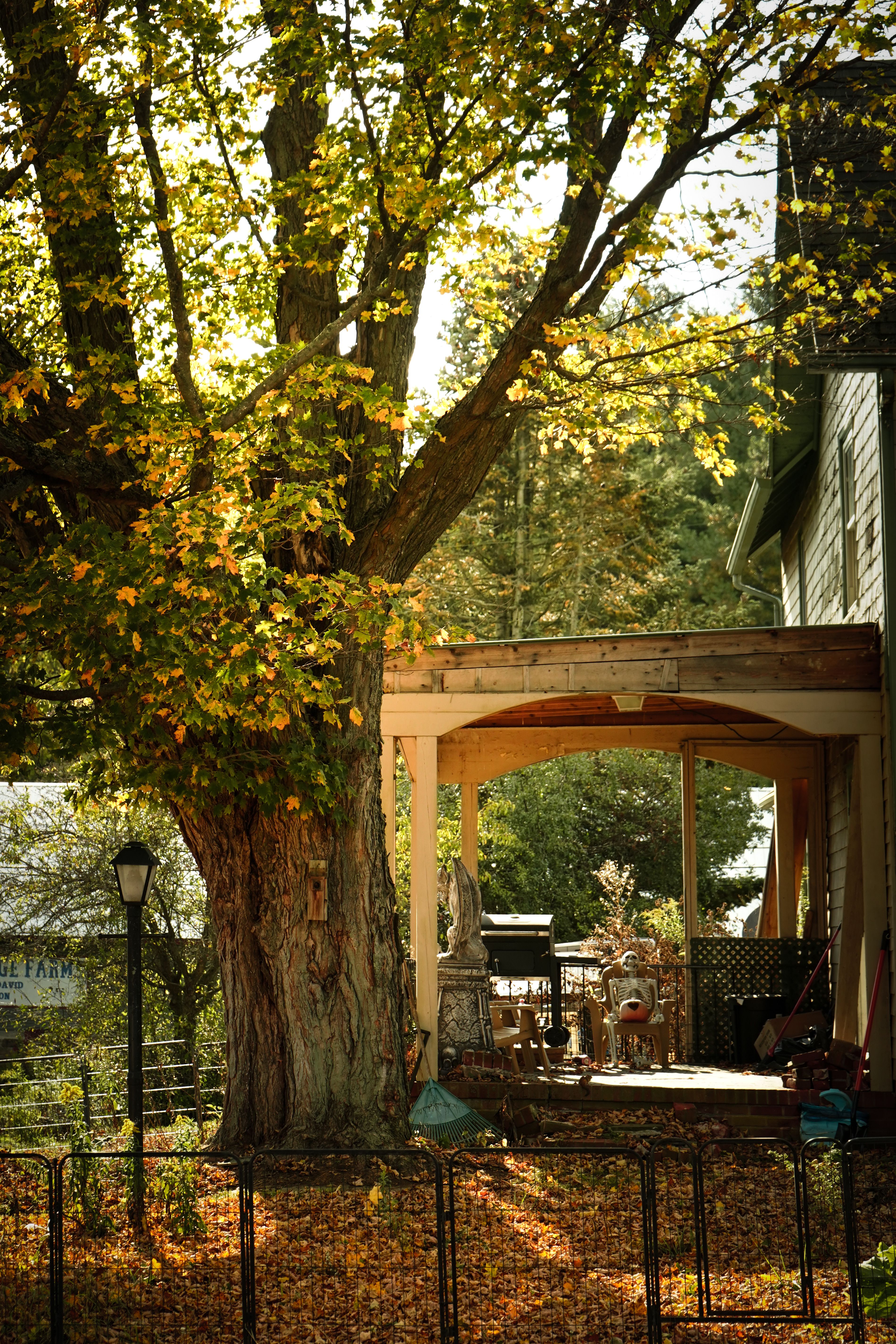 Cozy Autumn Porch with Majestic Tree · Free Stock Photo