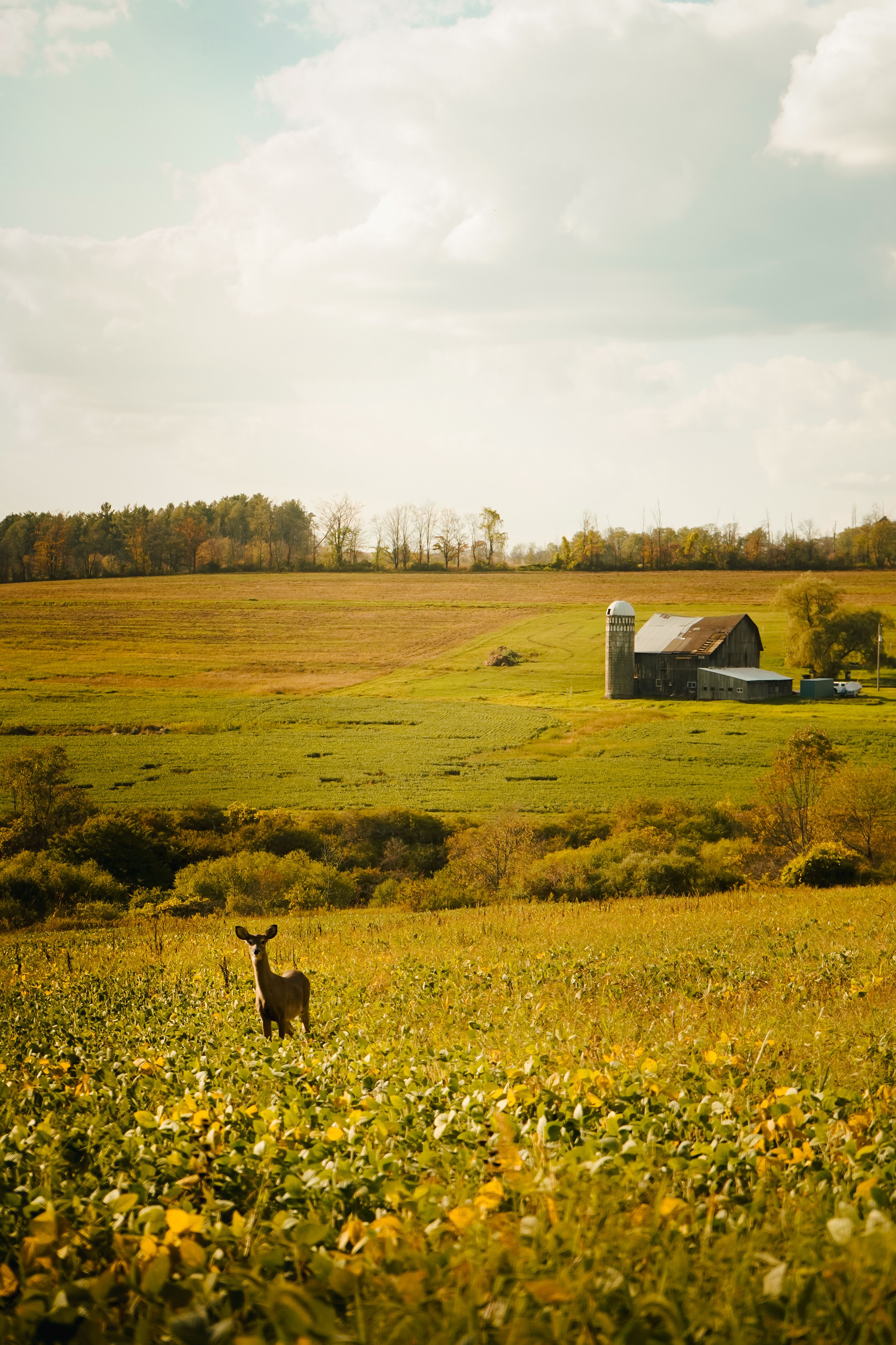 Serene Countryside Landscape with Deer and Barn · Free Stock Photo