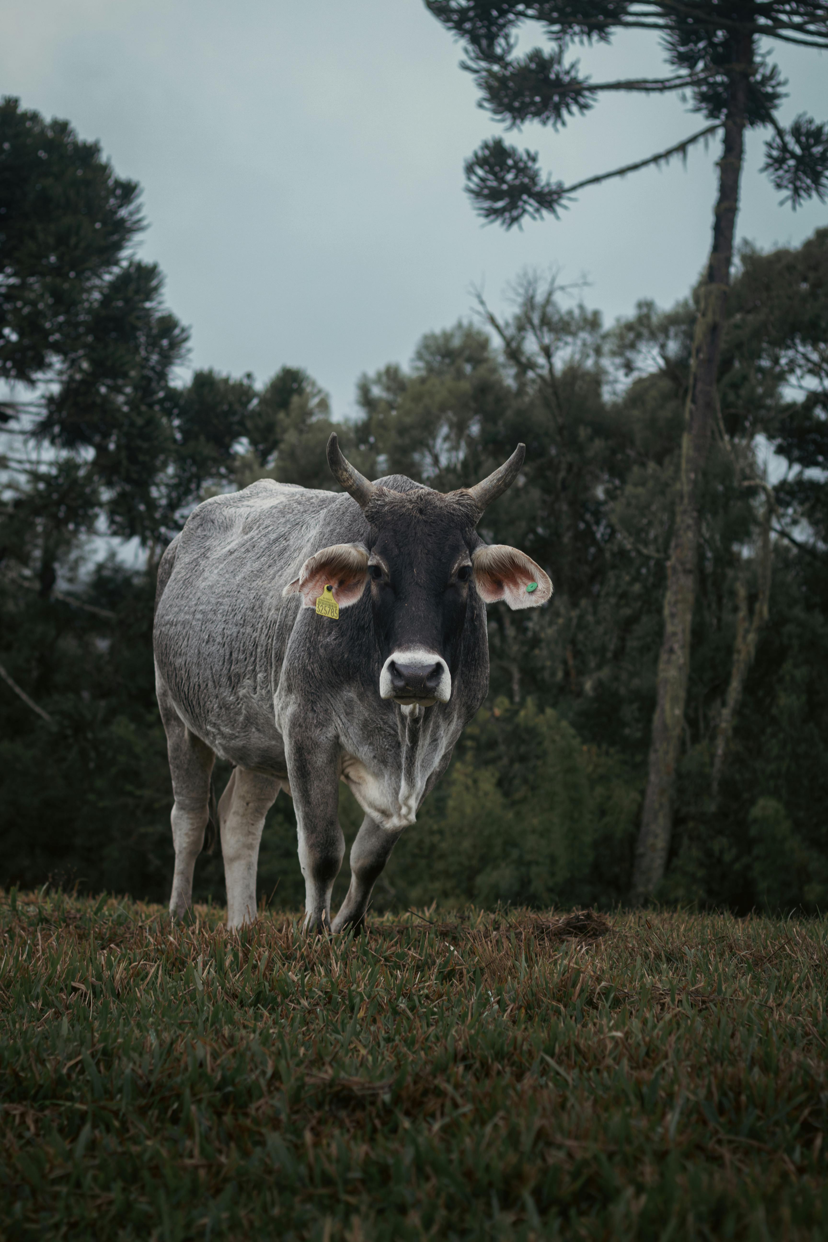 Peaceful Grass Field And Trees Photos, Download The BEST Free Peaceful ...