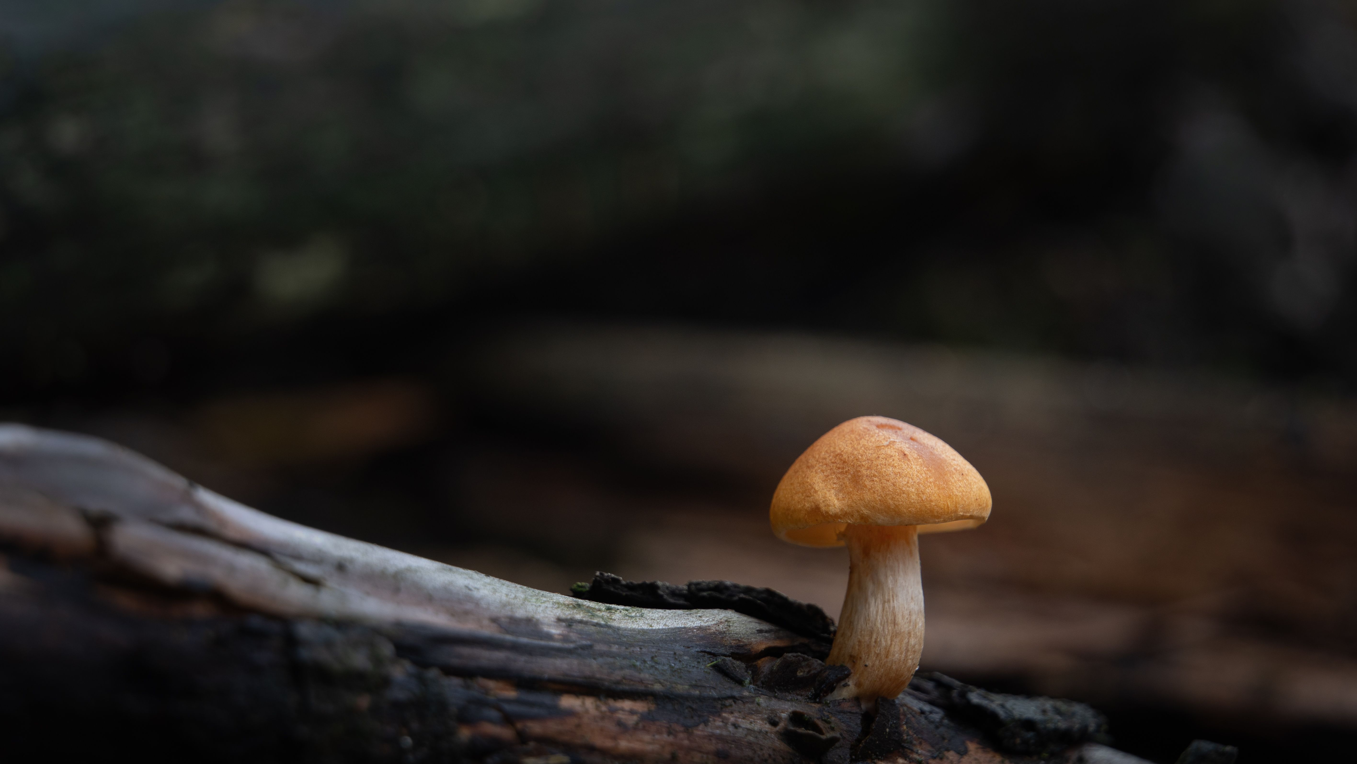 Primer Plano De Una Seta En Un Tronco Del Bosque En Otoño · Foto de ...