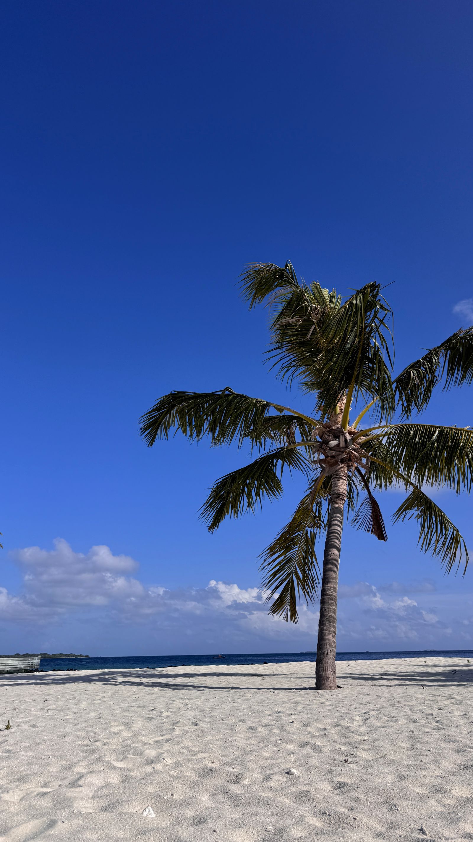 Beach With Palm Tree Landscape Photos, Download The BEST Free Beach ...