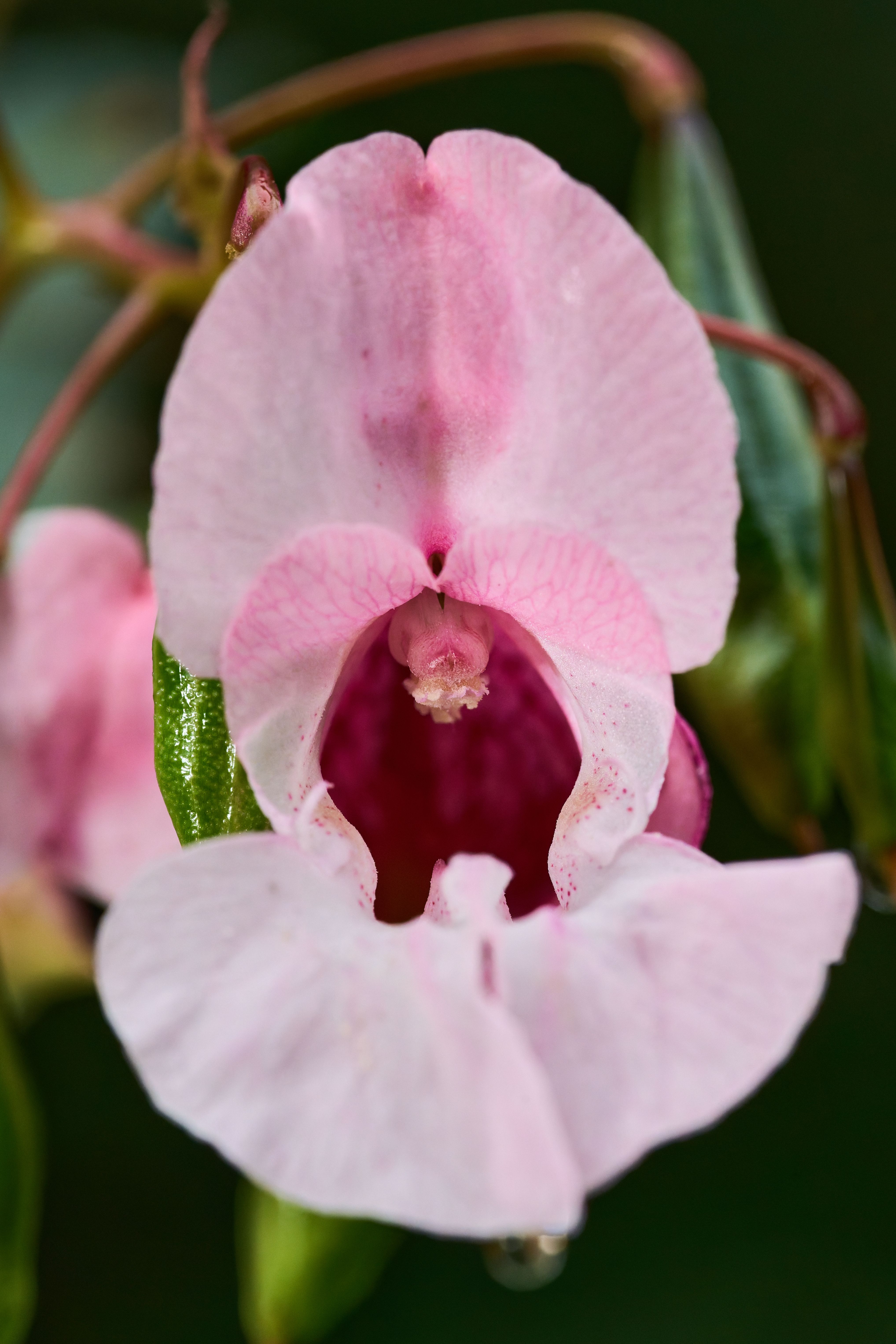 Close-up of Pink Himalayan Balsam Flower Bloom · Free Stock Photo