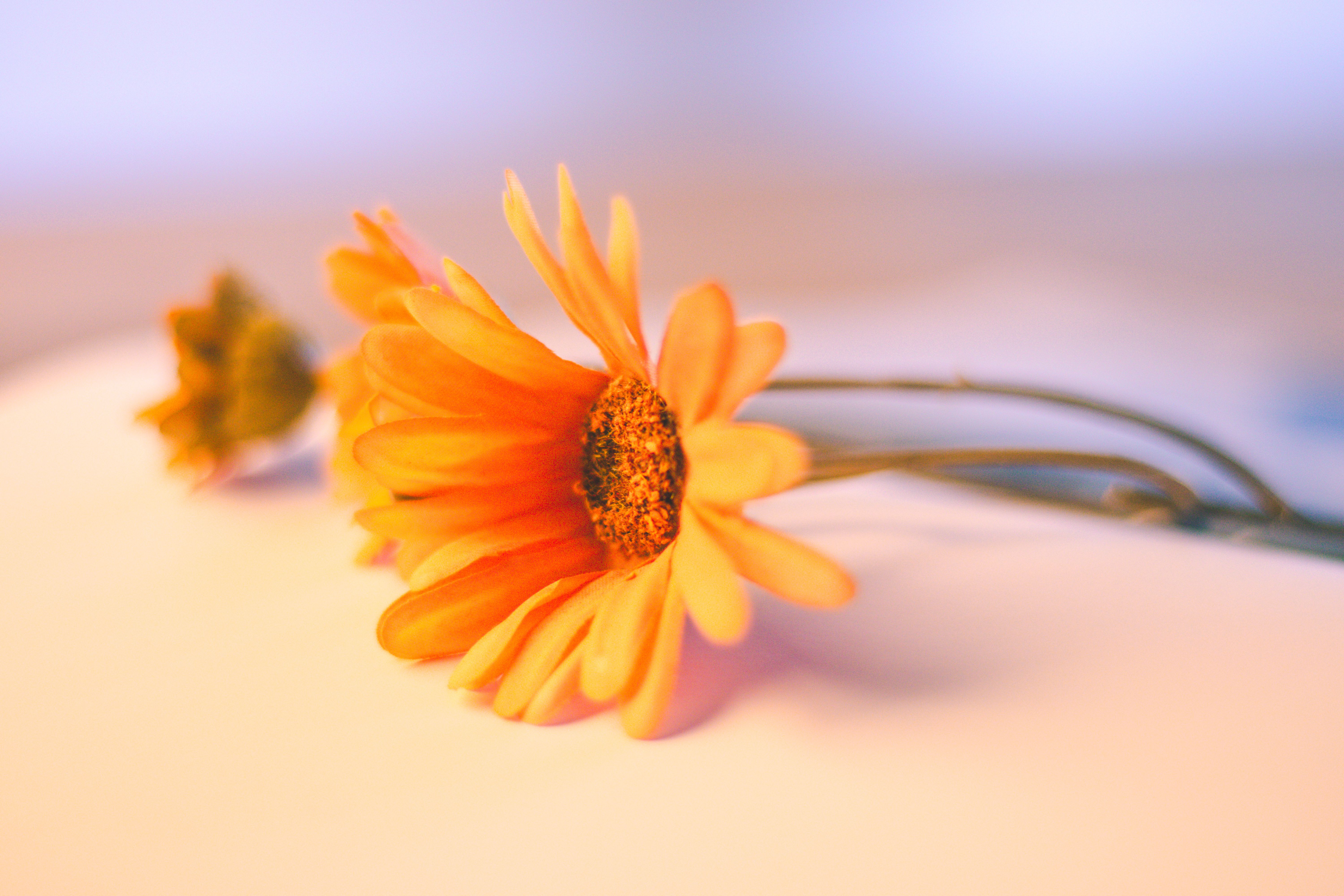 Aiy&Daisy++Shower Photos, Download The BEST Free Aiy&Daisy++Shower ...