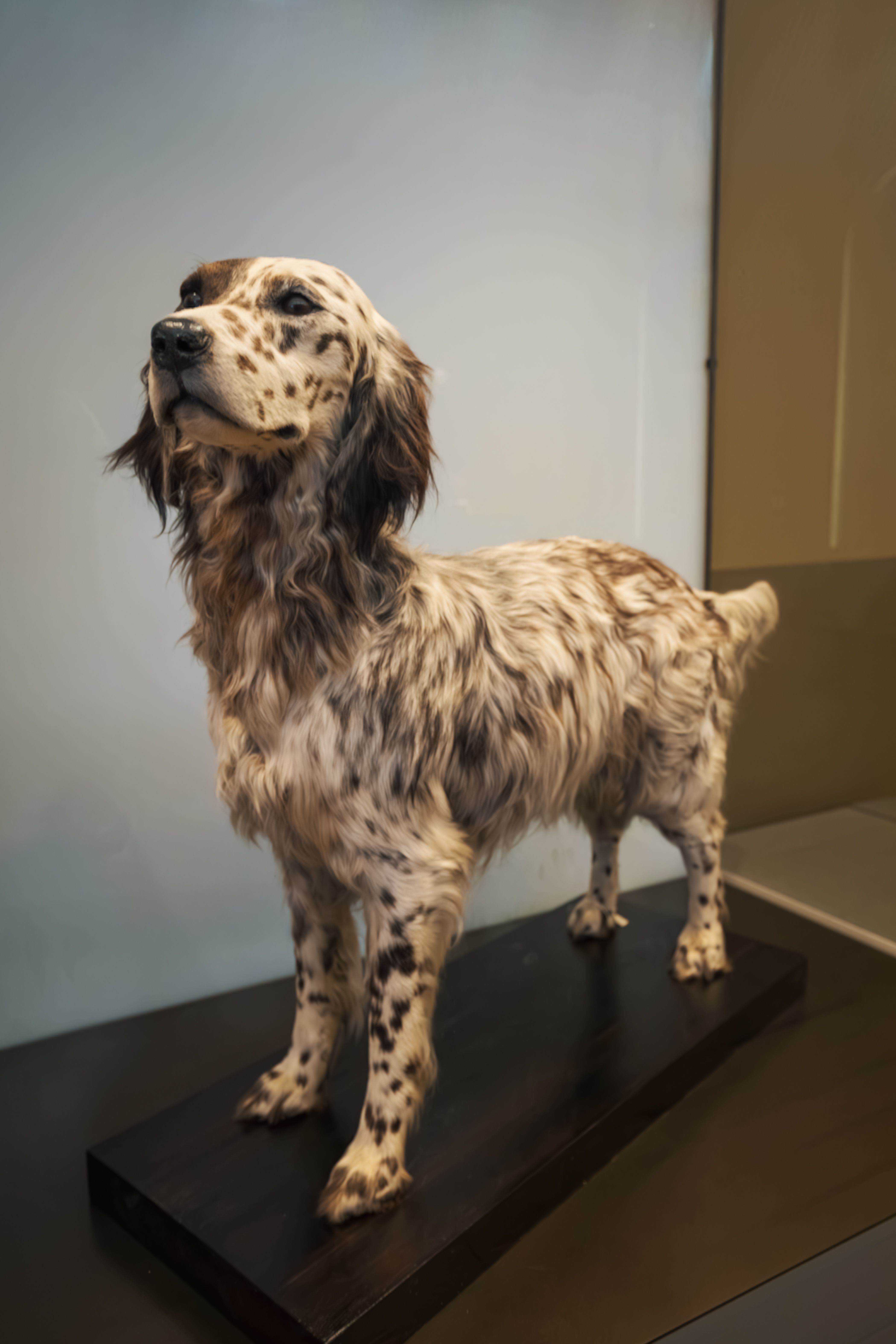 Realistic Animal Photos, Download The BEST Free Realistic Animal Stock ...