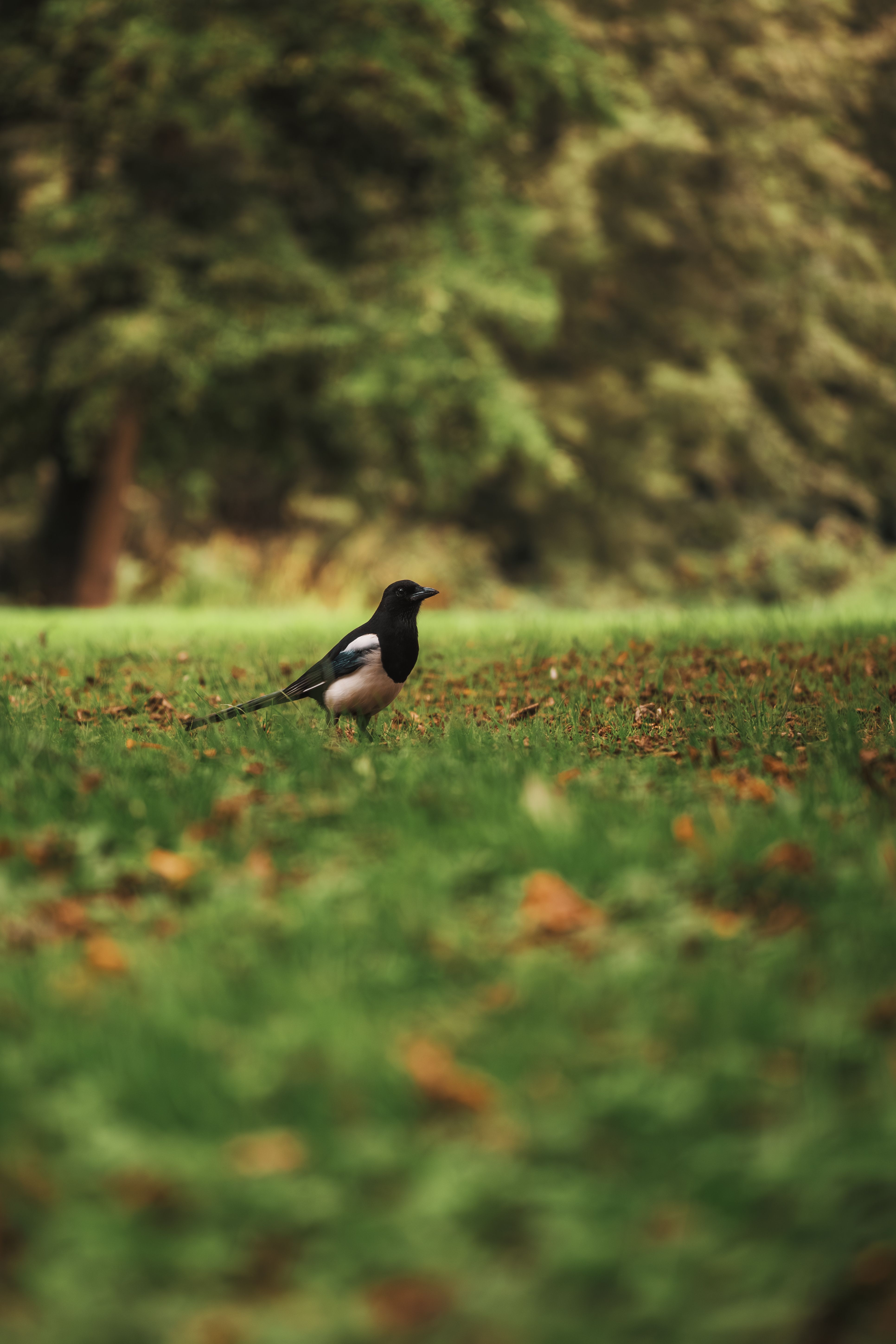 Magpie in Autumn Park Landscape · Free Stock Photo