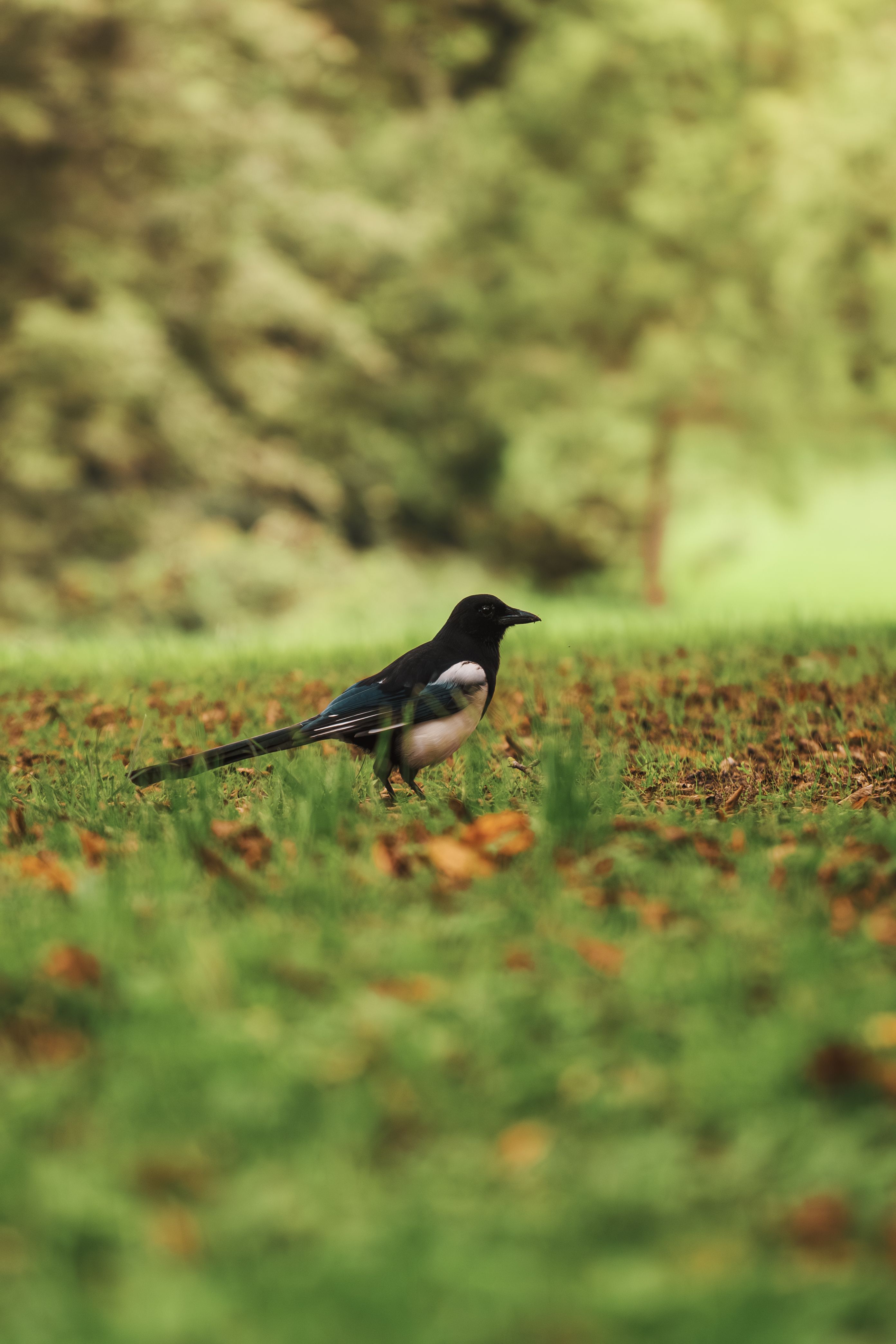 Black-billed Magpie in Green Spring Meadow · Free Stock Photo