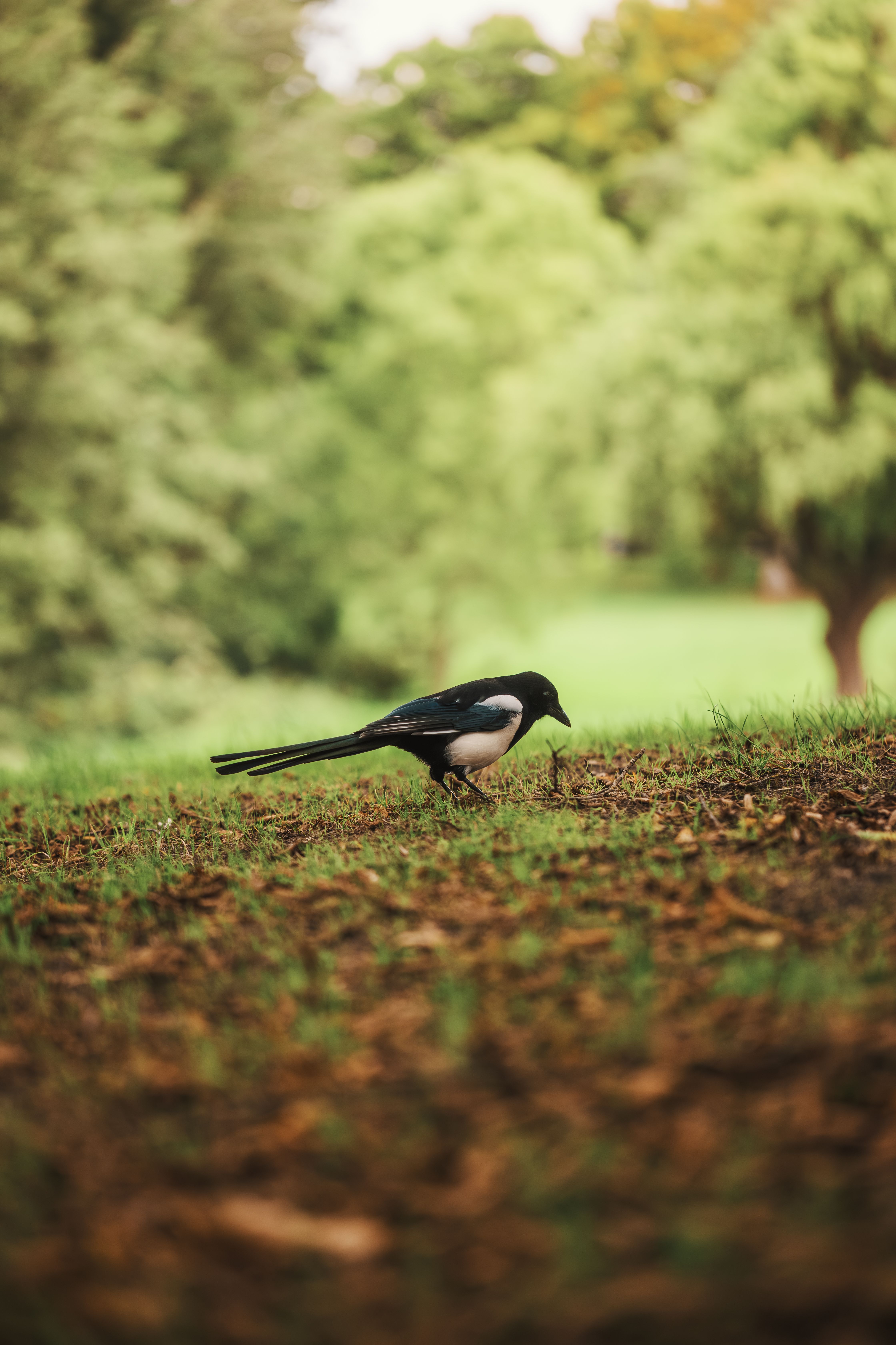 European Magpie in Lush Green Park Setting · Free Stock Photo