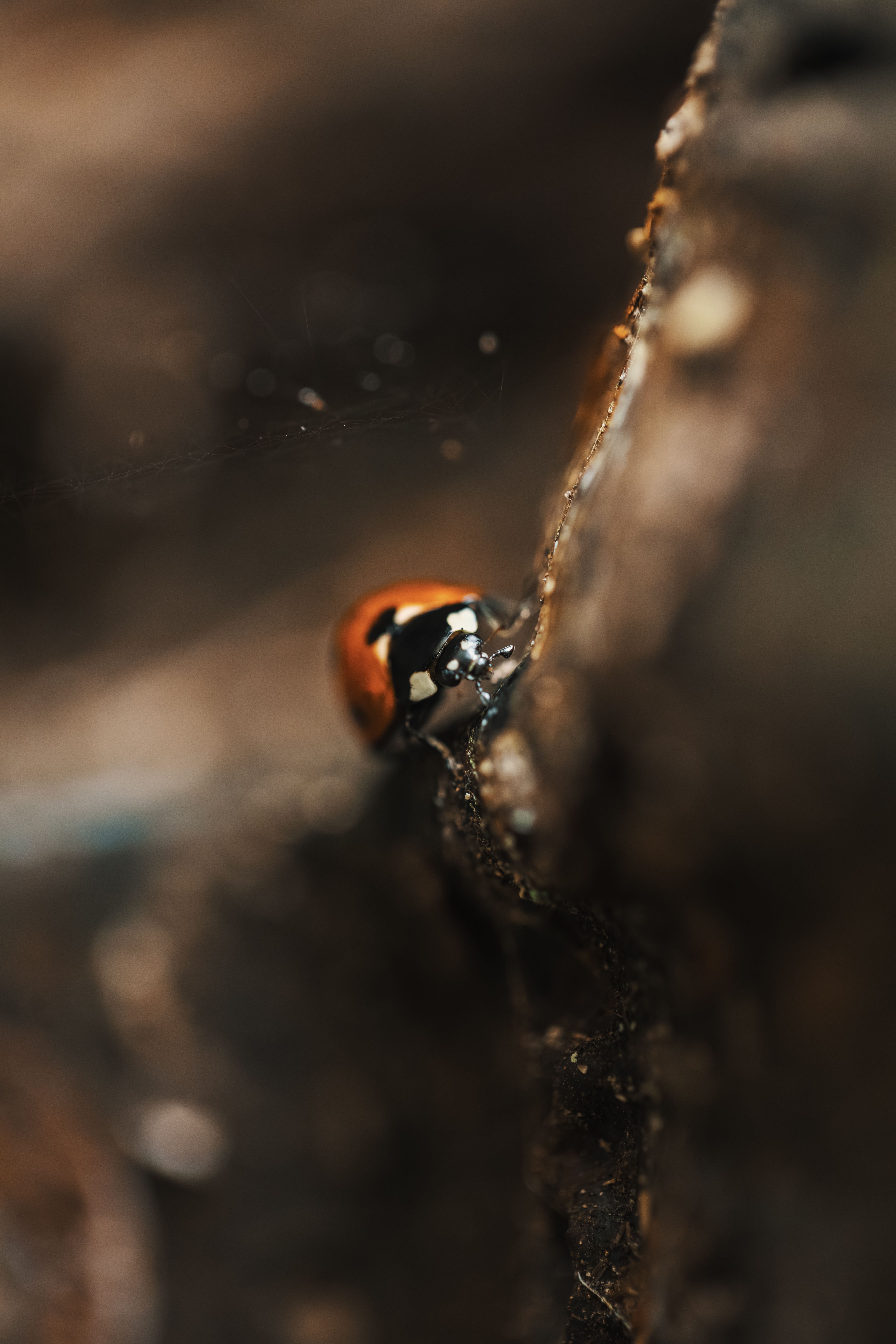 Black Hooie Photos, Download The BEST Free Black Hooie Stock Photos ...
