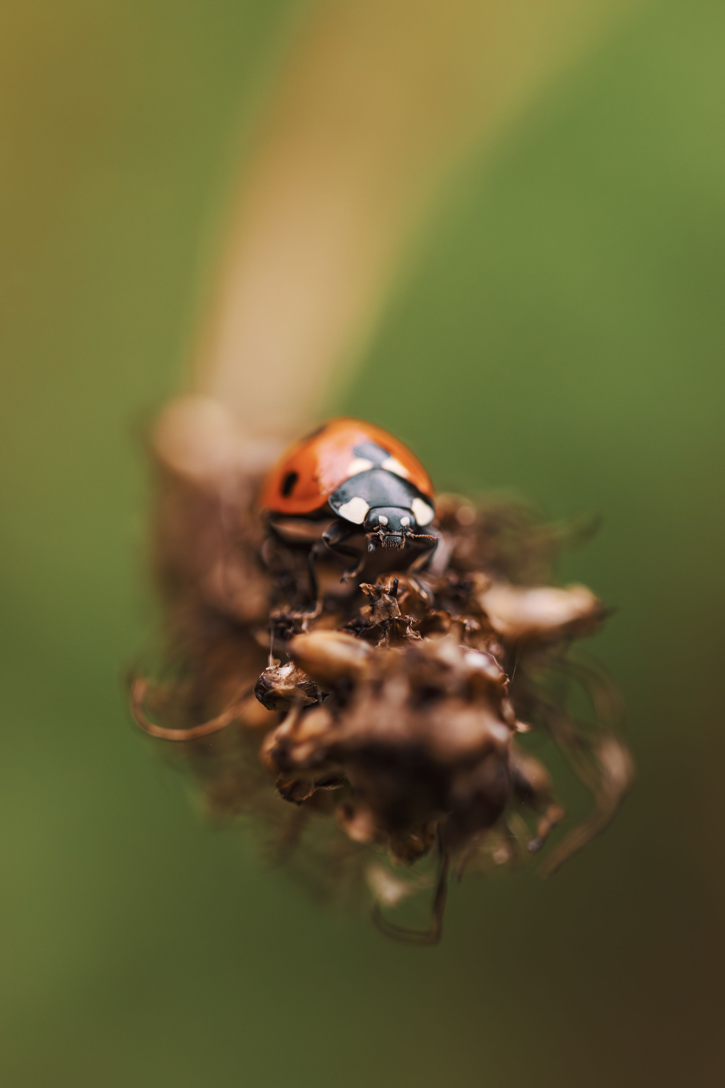 Close-Up of Ladybug on Dry Plant · Free Stock Photo