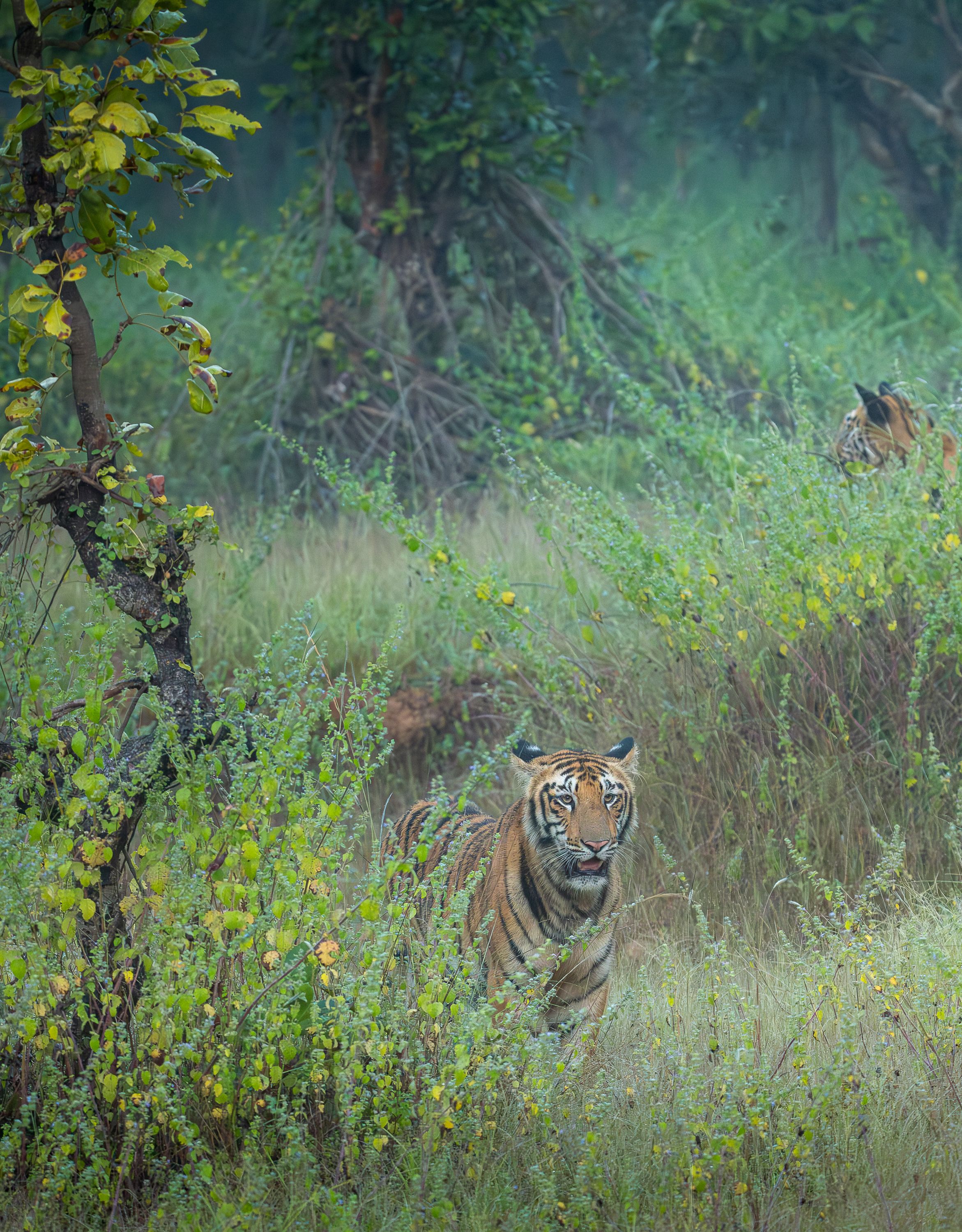Bengal Tiger in Dense Forest of Maharashtra, India · Free Stock Photo
