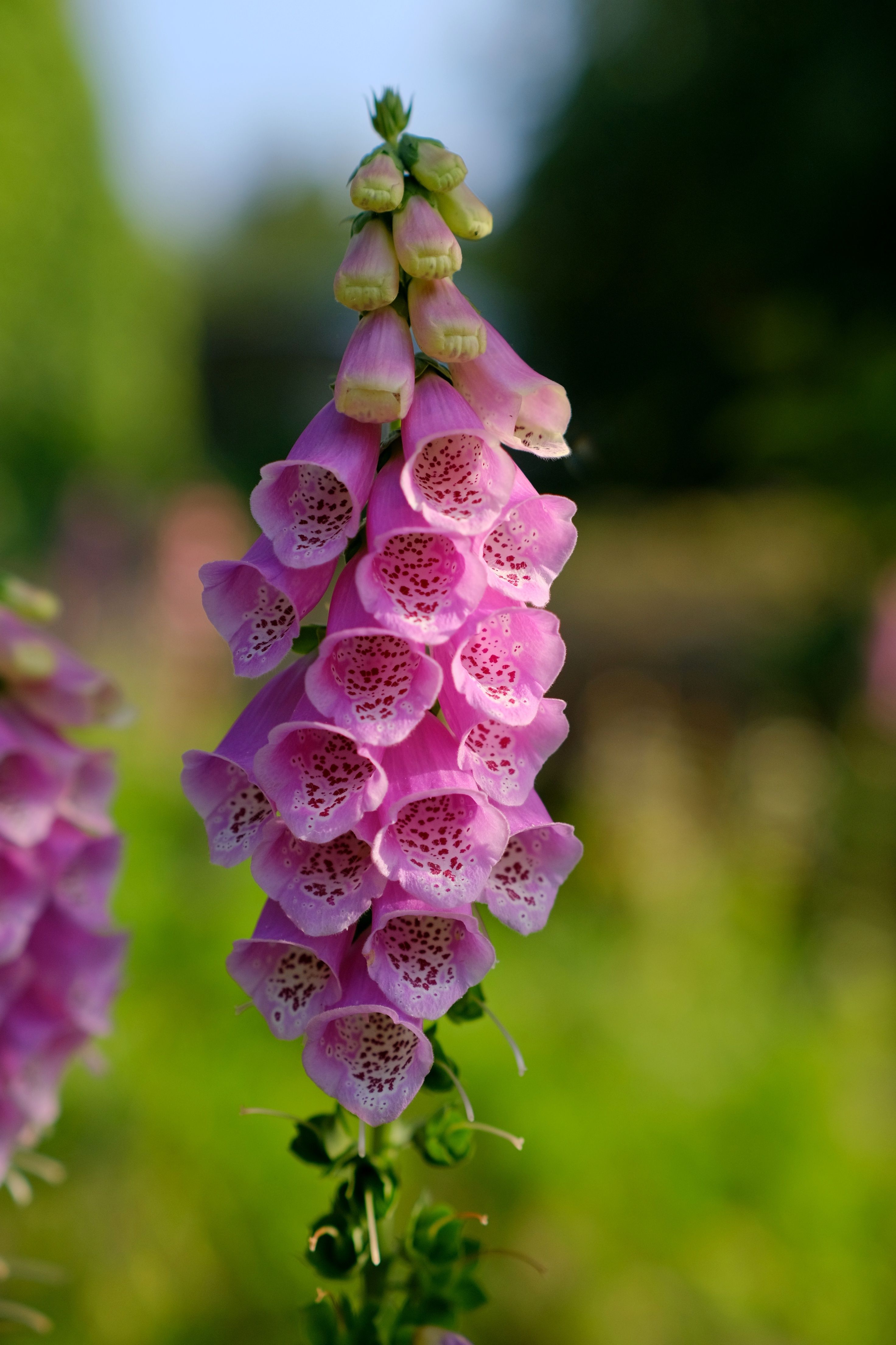 Foxglove Photos, Download The BEST Free Foxglove Stock Photos & HD Images