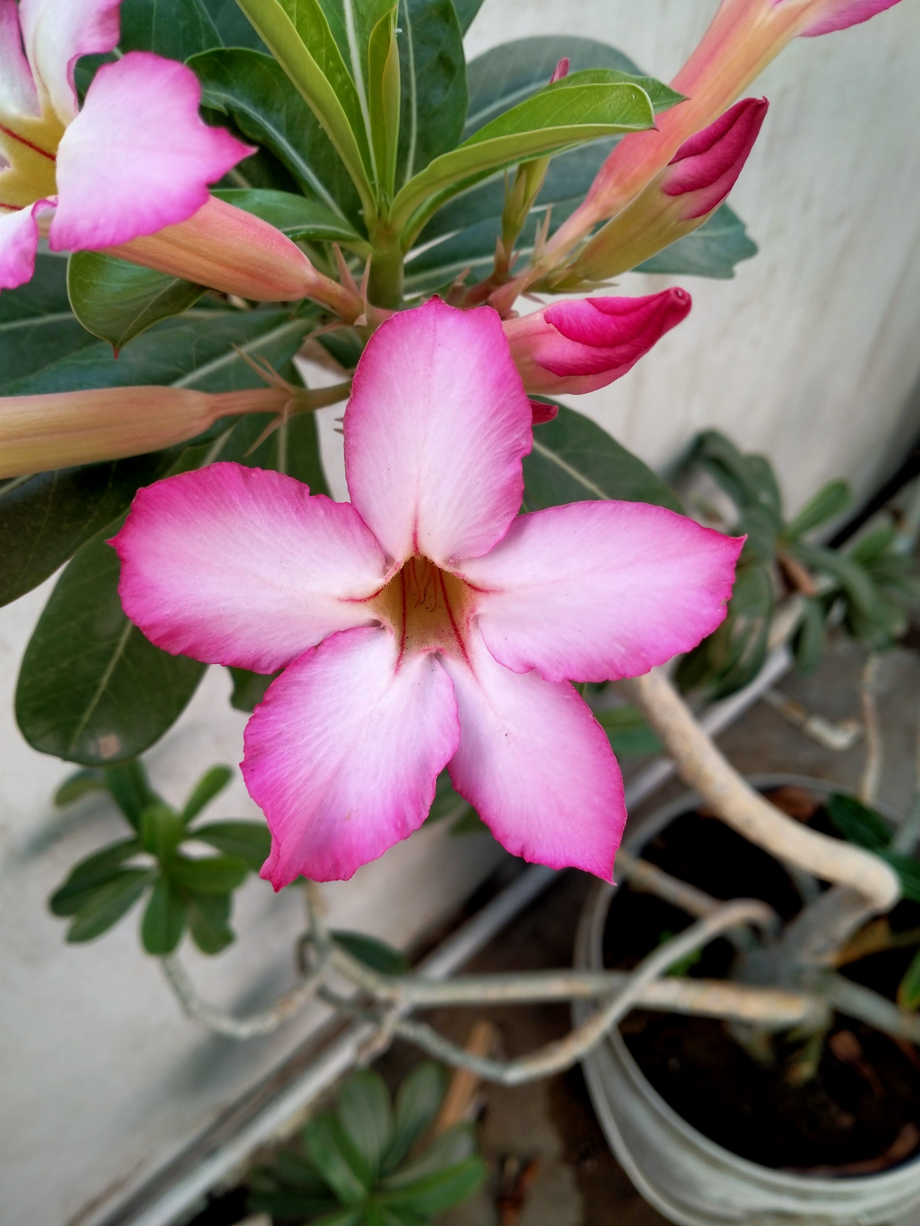Close-up of Pink Desert Rose Flower with Leaves · Free Stock Photo