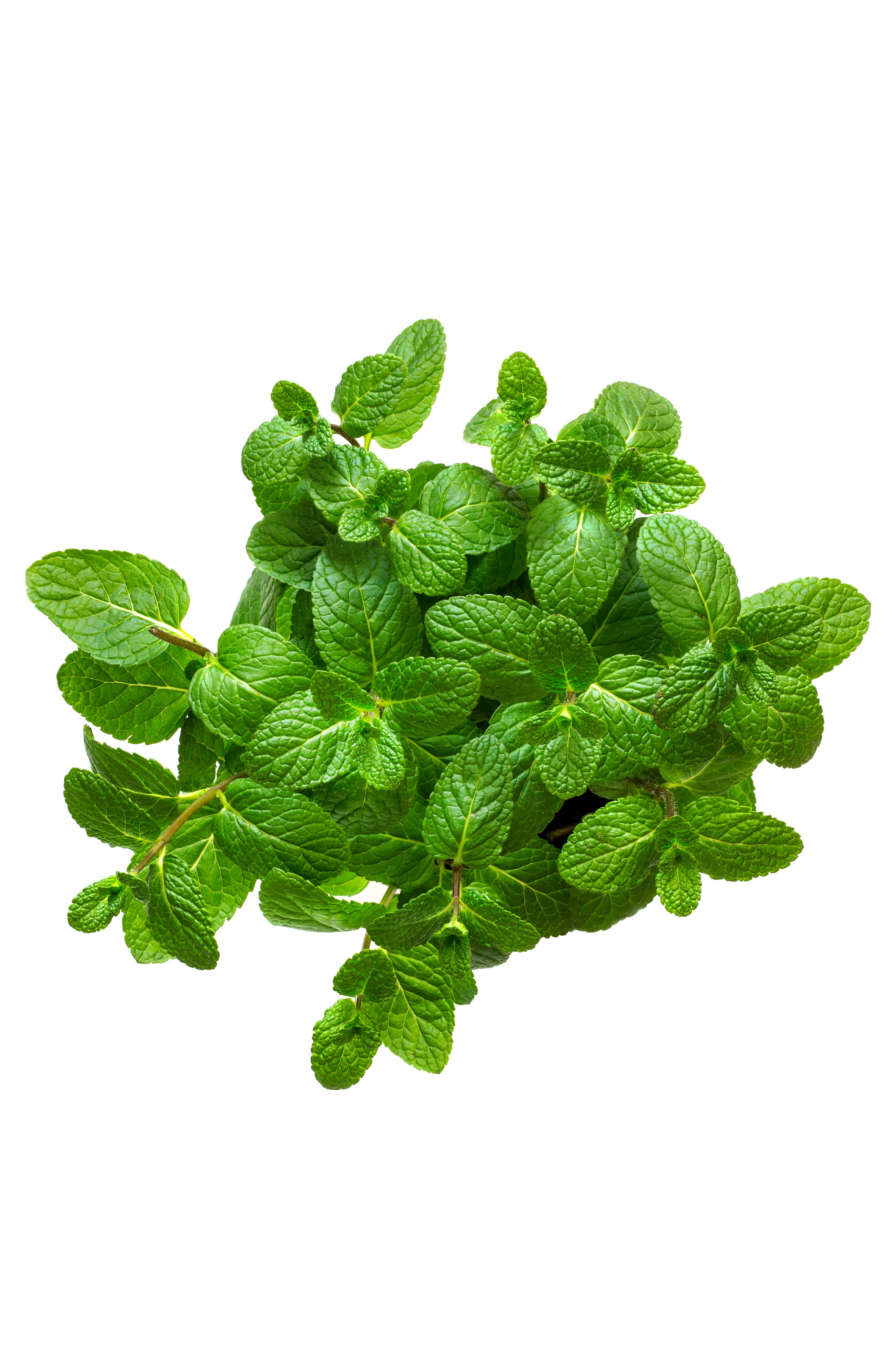 Menthol Png Photos, Download The BEST Free Menthol Png Stock Photos ...