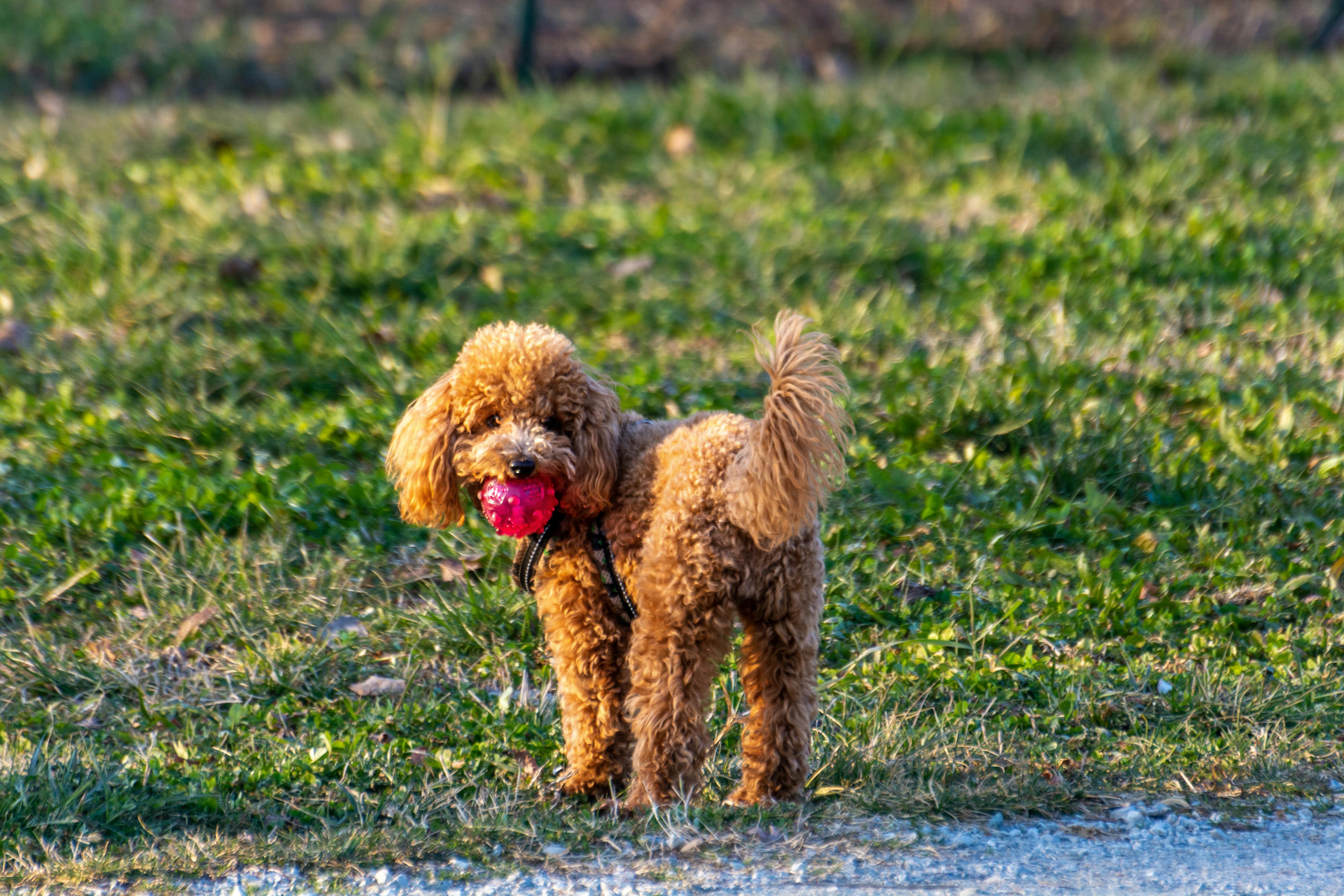Netball Ball Photos, Download The BEST Free Netball Ball Stock Photos ...