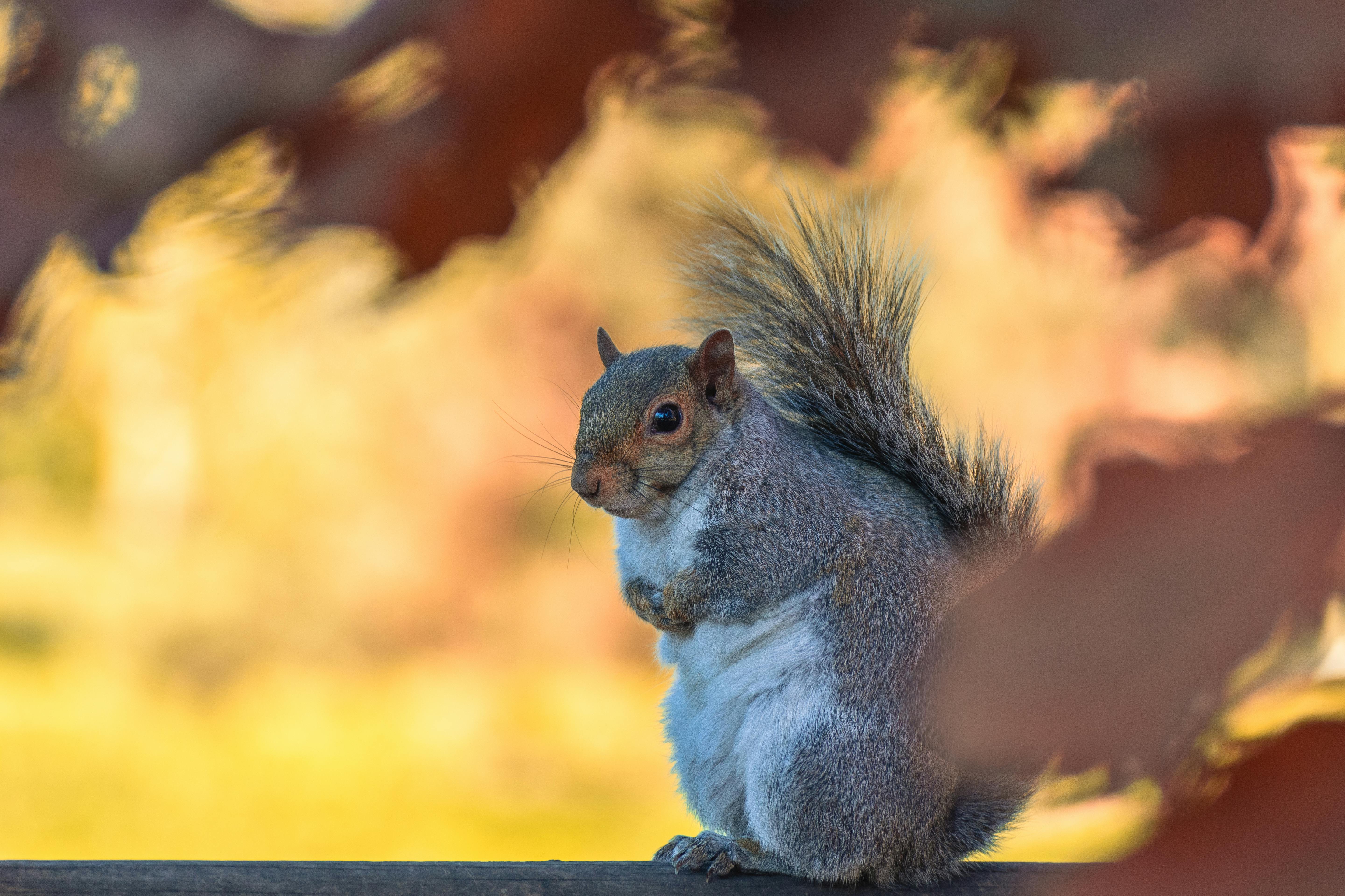 Cute Squirrel Photos, Download The BEST Free Cute Squirrel Stock Photos ...