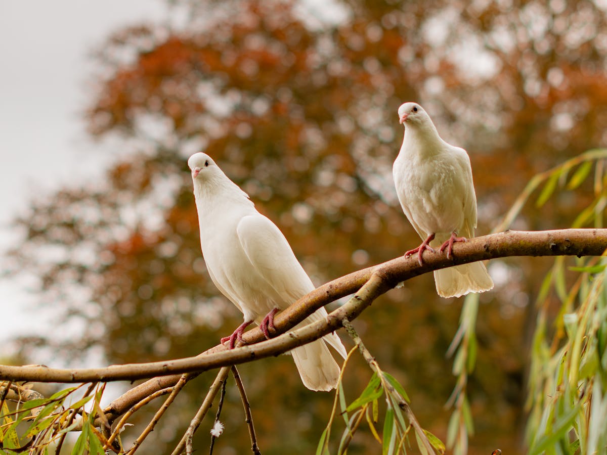 White Dove Photos, Download The BEST Free White Dove Stock Photos & HD ...