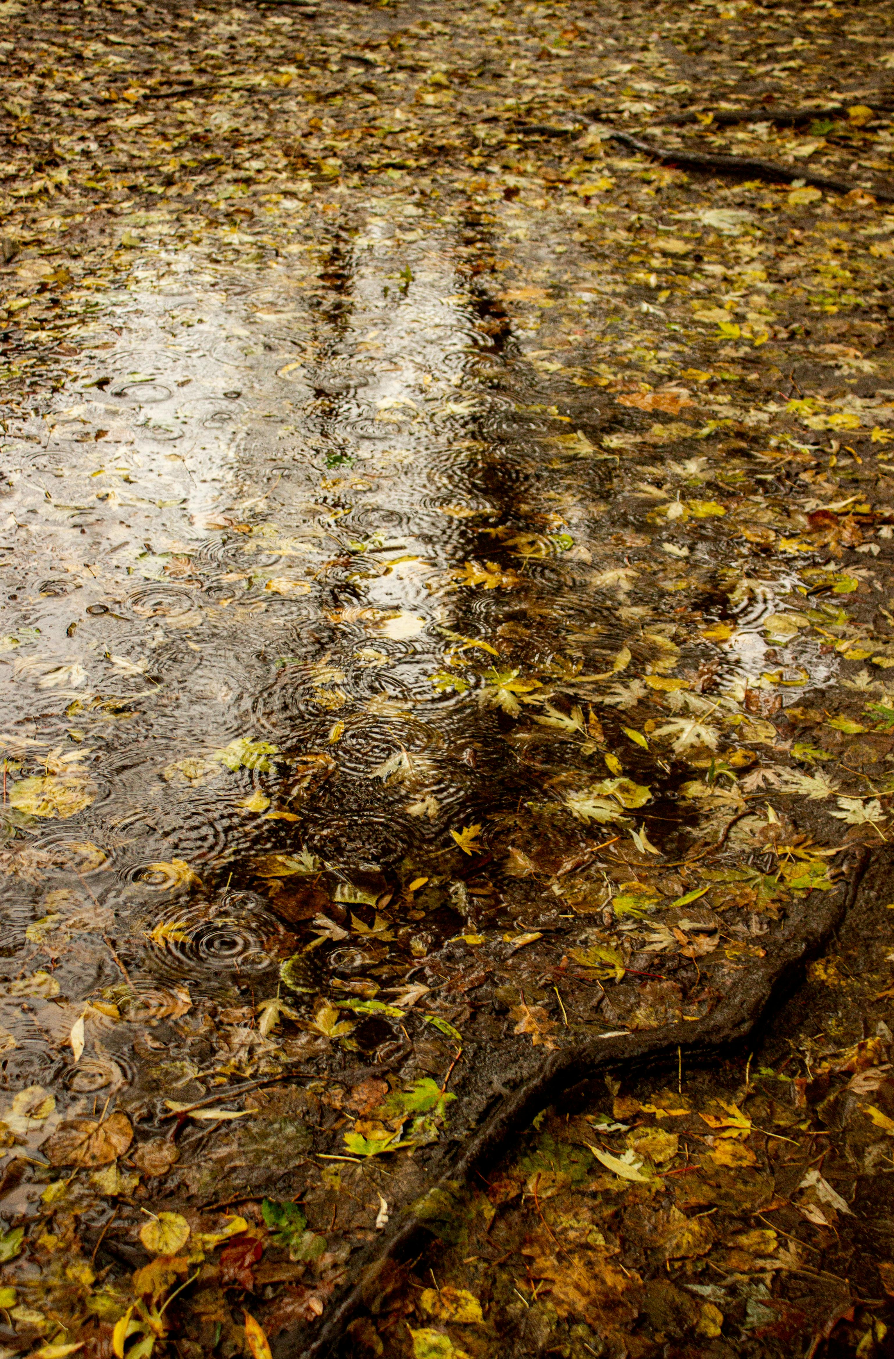 Leaves On The Malaysia Forest Ground Photos, Download The BEST Free ...