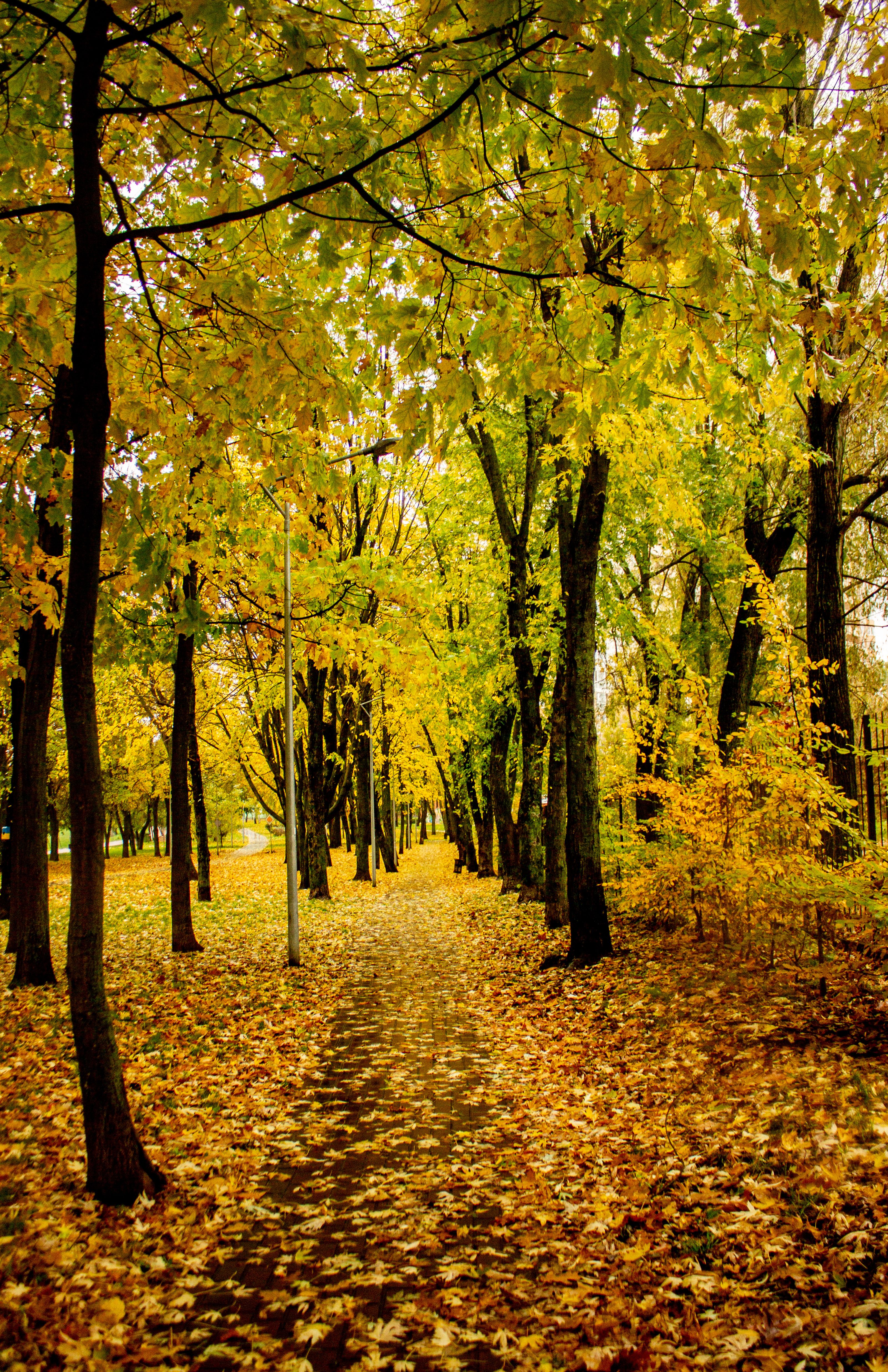 Serene Autumn Path Through Vibrant Forest · Free Stock Photo