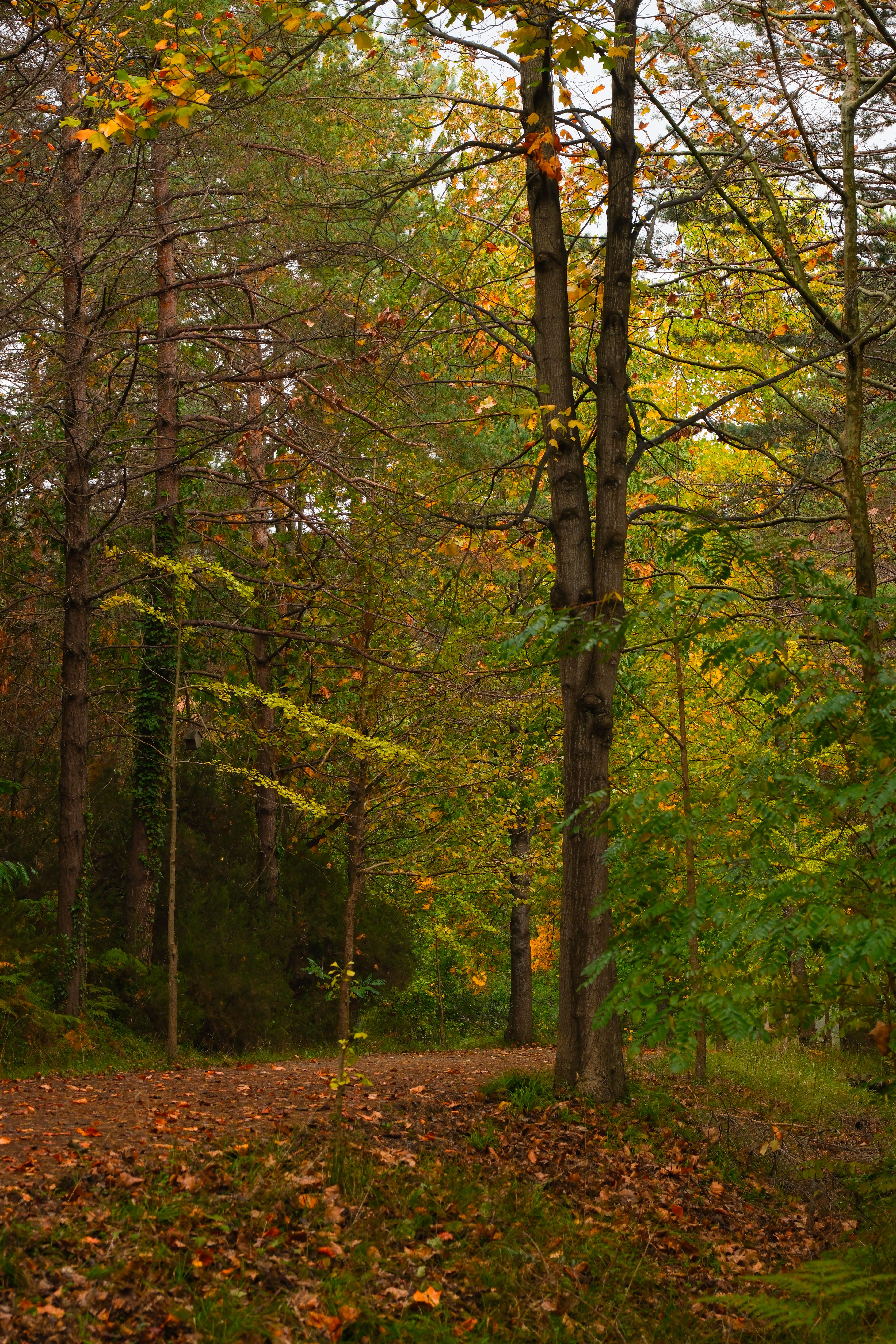 Serene Autumn Forest Path in İstanbul · Free Stock Photo