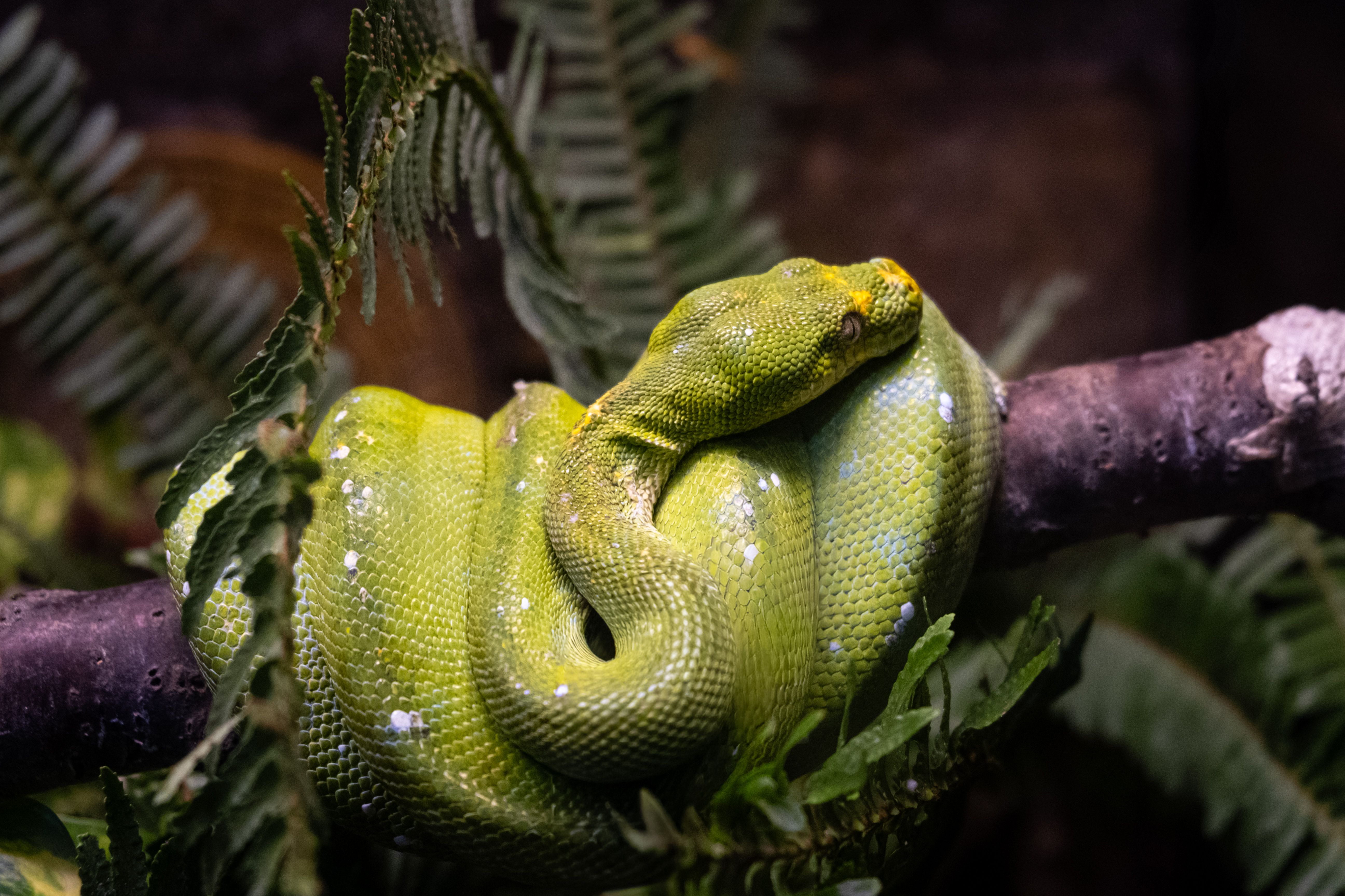 Pitón Arborícola Verde Descansando En Una Rama En La Selva · Foto de ...