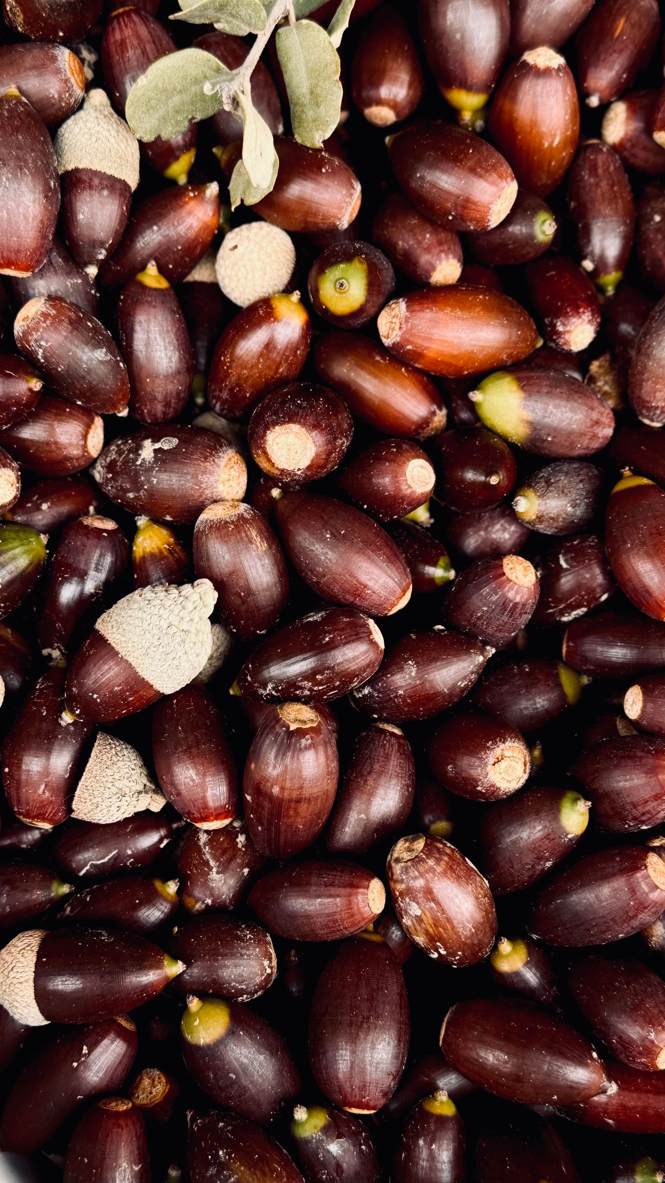 Close-up of Oak Acorns with Caps on Display · Free Stock Photo