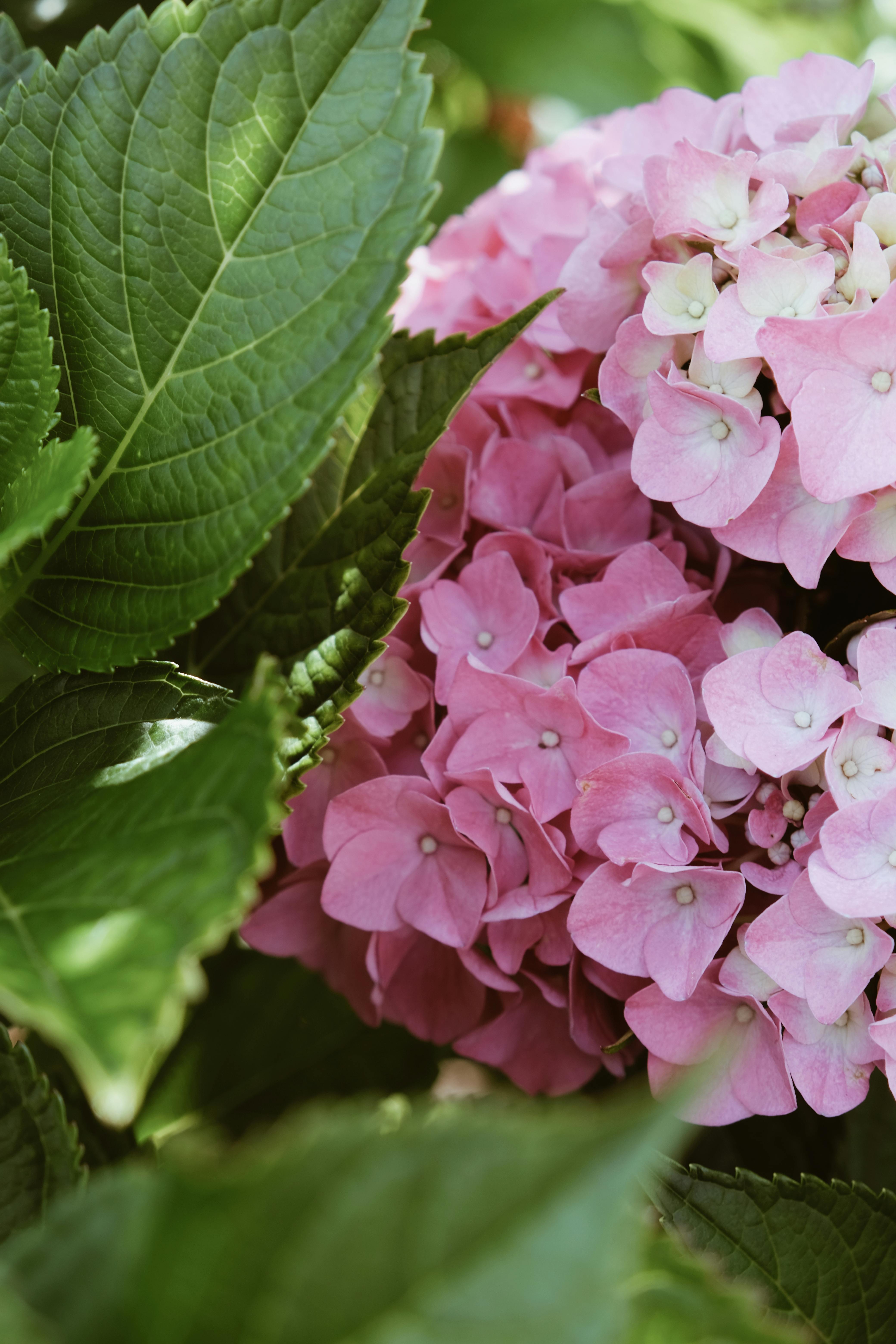 Hortensie Roz Vibrantă în Grădina însorită · Imagine de stoc gratuită