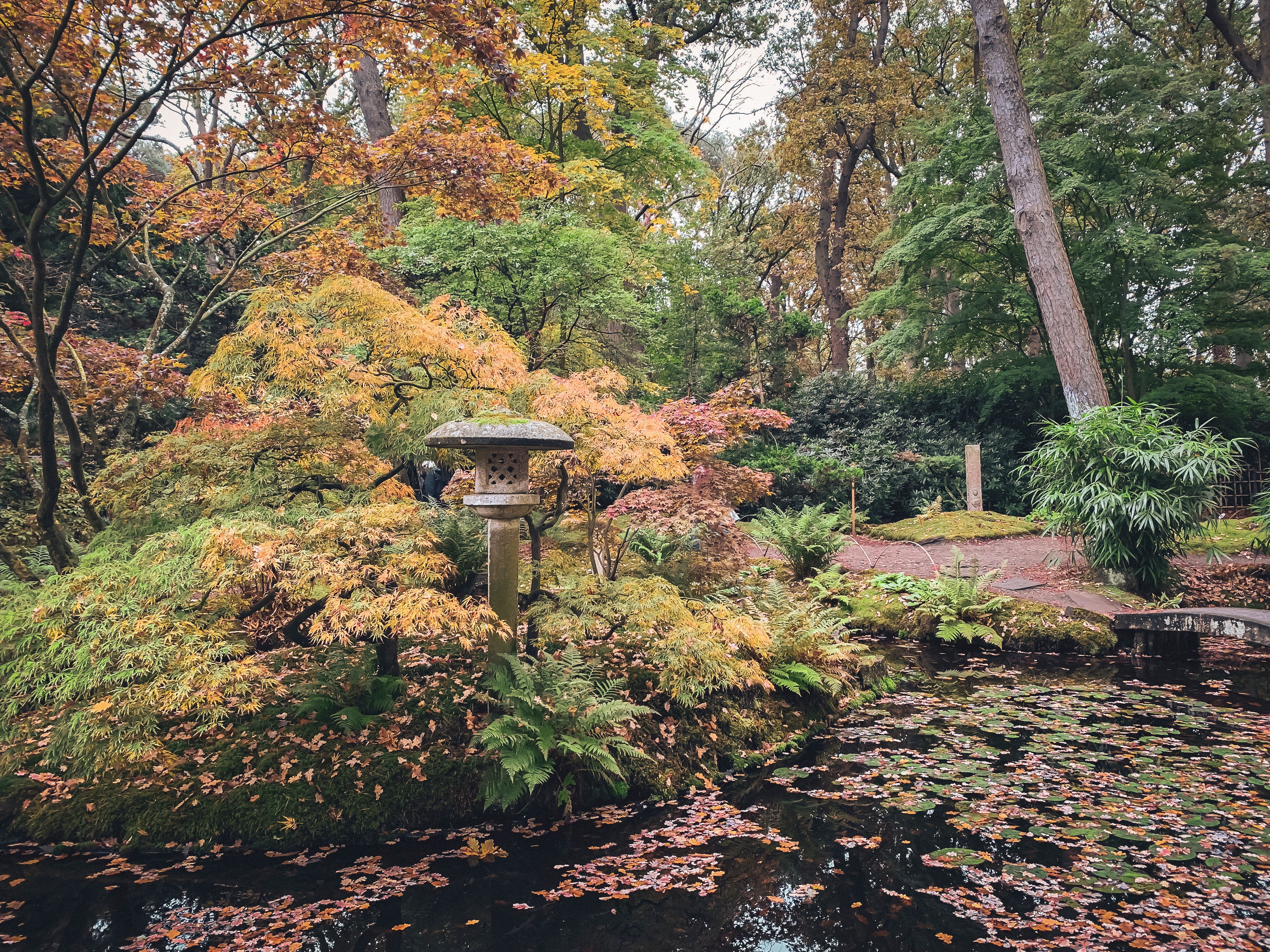 Tranquil Japanese Garden in Fall, Den Haag · Free Stock Photo