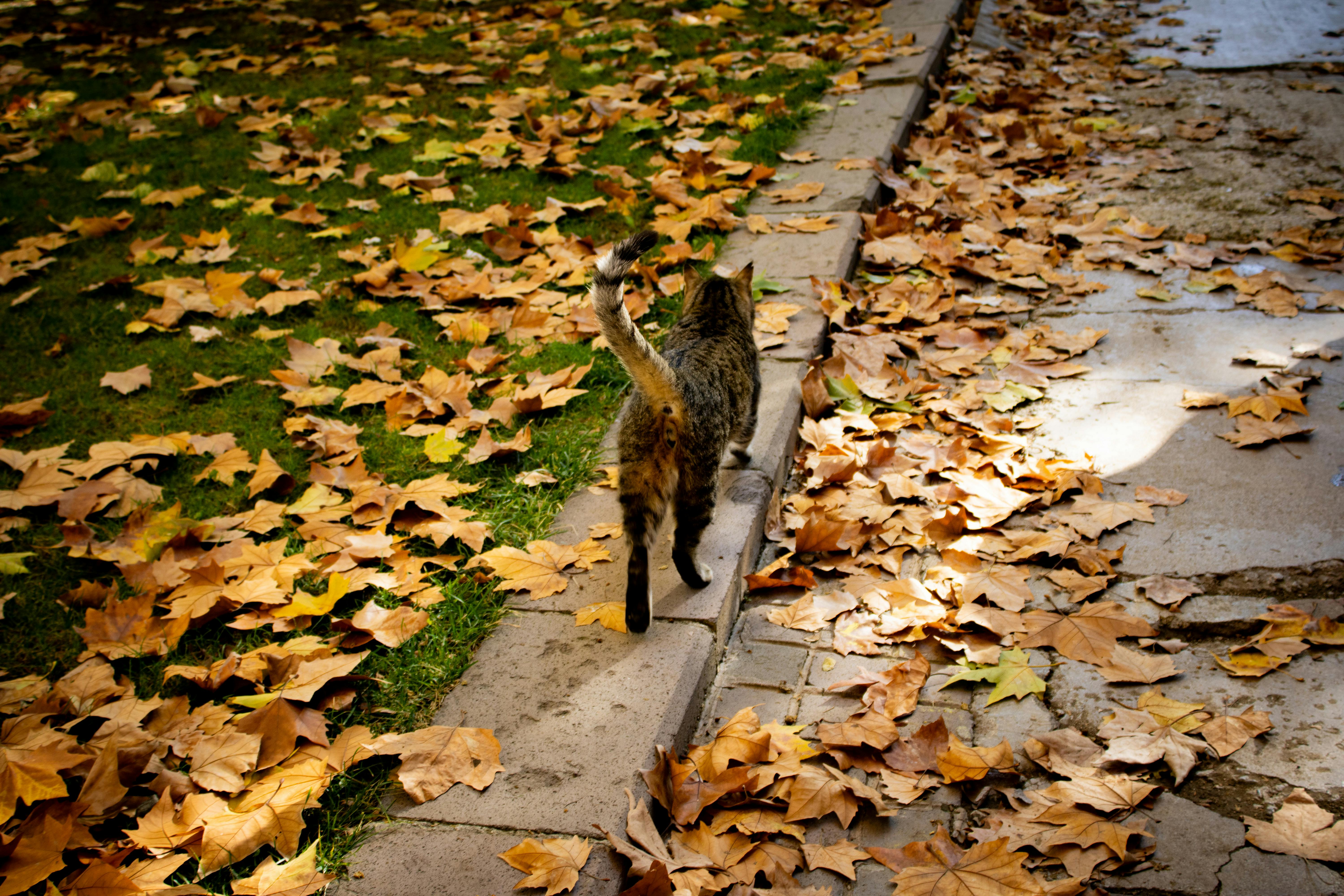 Tenna+Wallpaper+Deltarune Photos, Download The BEST Free Tenna ...