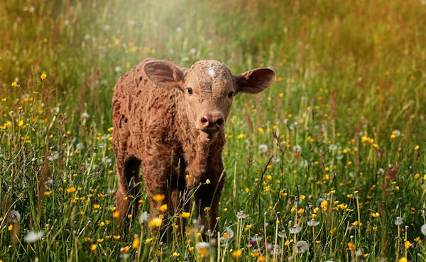 Calf Photos, Download The BEST Free Calf Stock Photos & HD Images